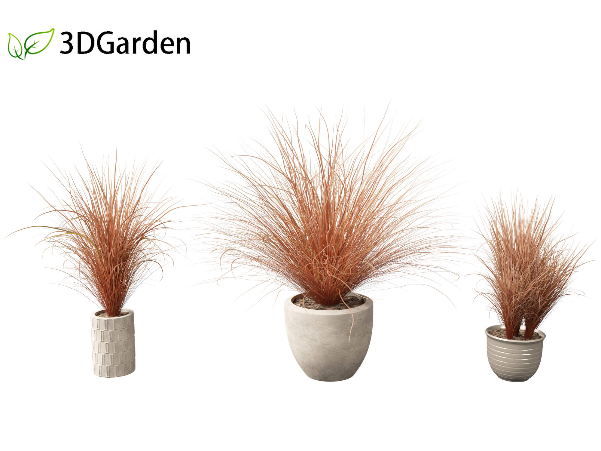 Carex Buchananii - Leatherleaf Sedge 03 3D Model by 3dgardenplants