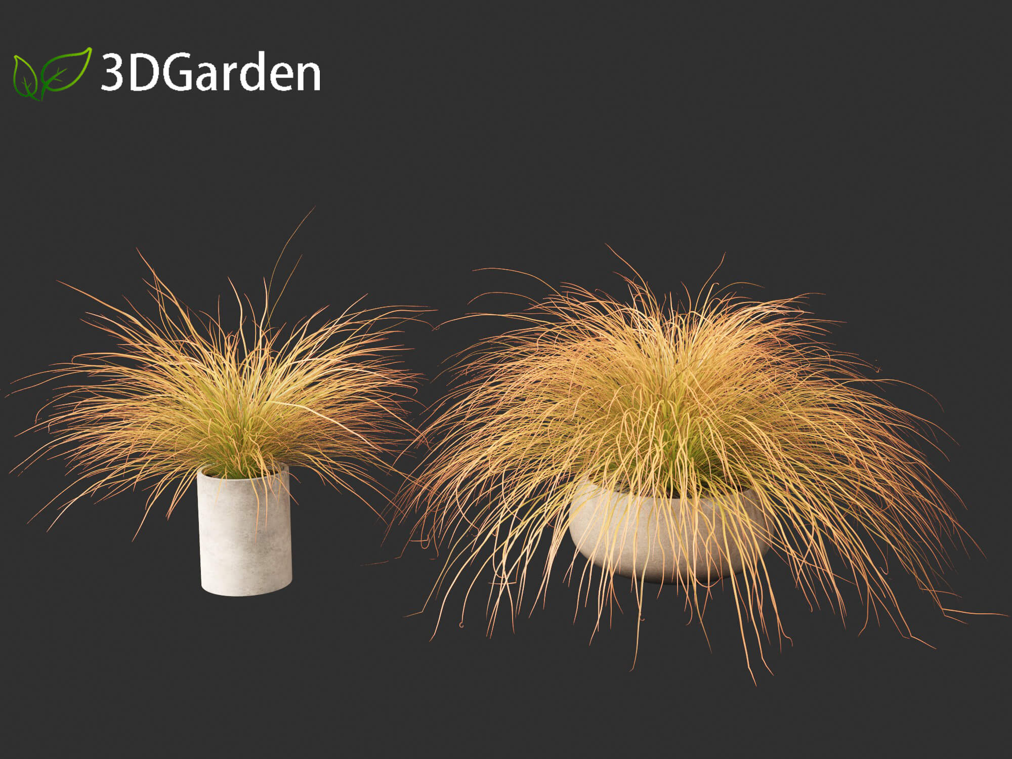 Carex Buchananii - Leatherleaf Sedge 03 3D Model by 3dgardenplants