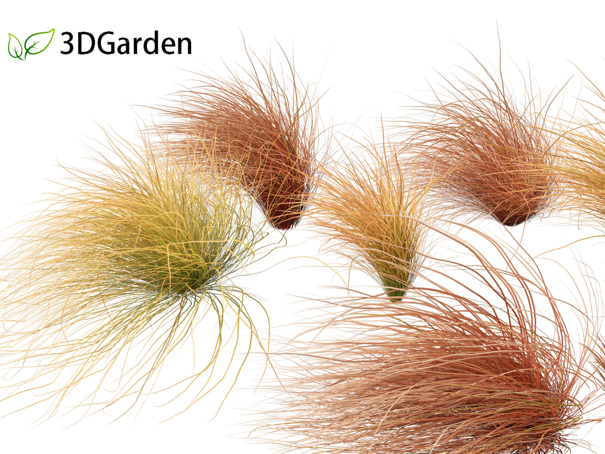 Carex Buchananii - Leatherleaf Sedge 02 3D Model by 3dgardenplants