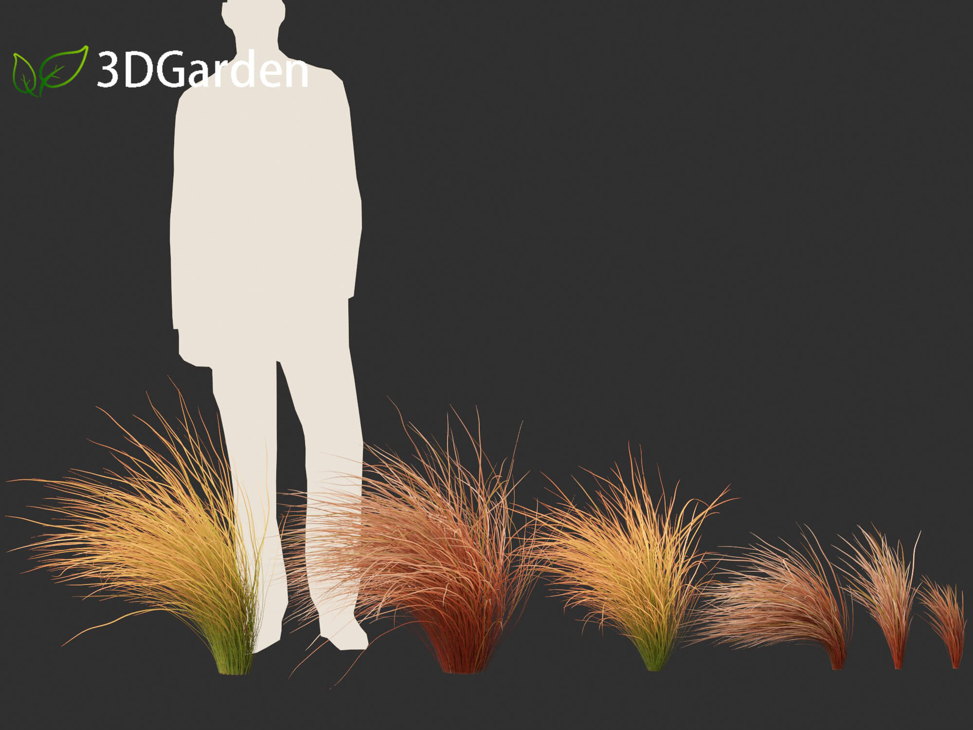 Carex Buchananii - Leatherleaf Sedge 02 3D Model by 3dgardenplants