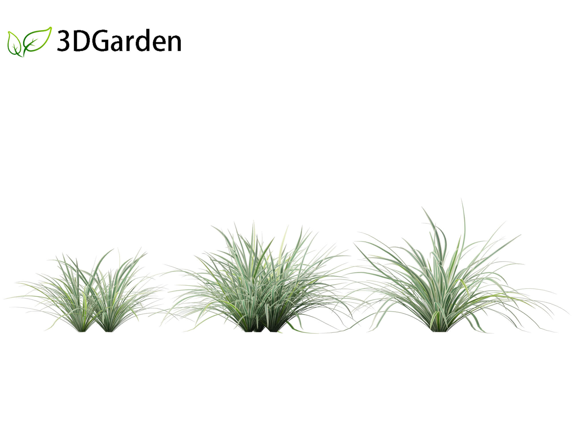 Carex Morrowii Ice Dance – Variegated Sedge Grass - 3D Model by ...
