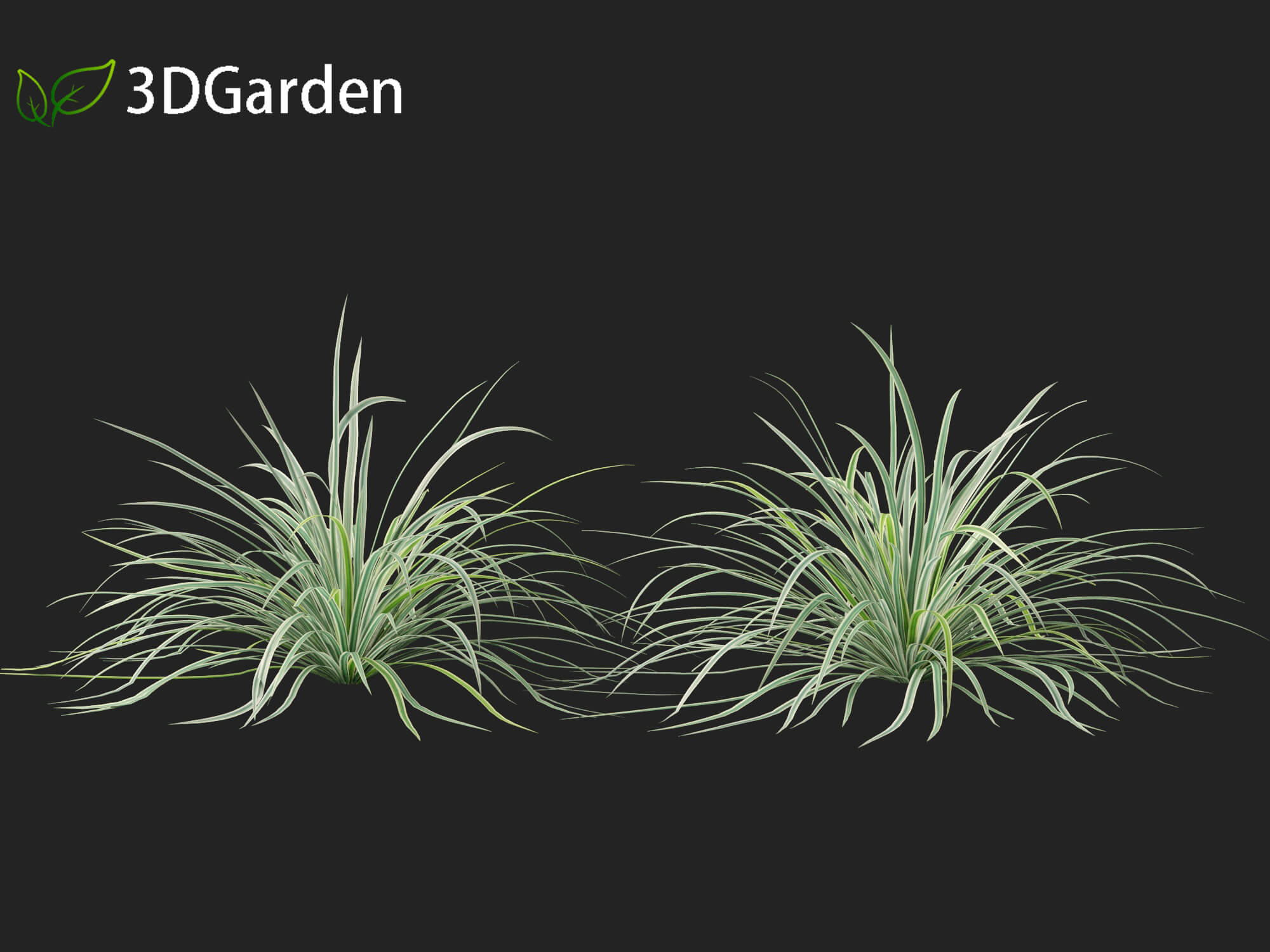 Carex Morrowii Ice Dance – Variegated Sedge Grass - 3D Model by ...