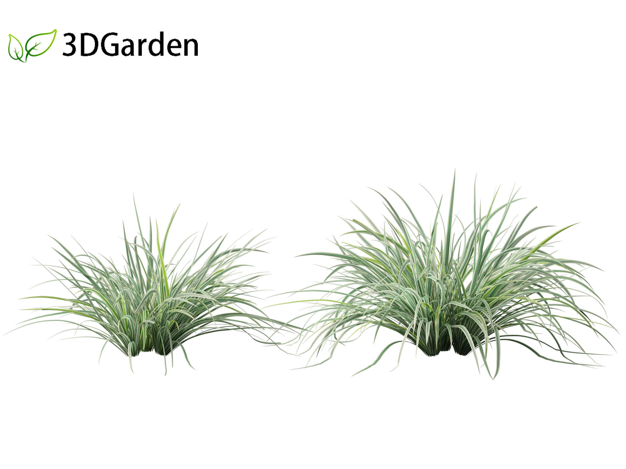 Carex Morrowii Ice Dance – Variegated Sedge Grass - 3D Model by ...
