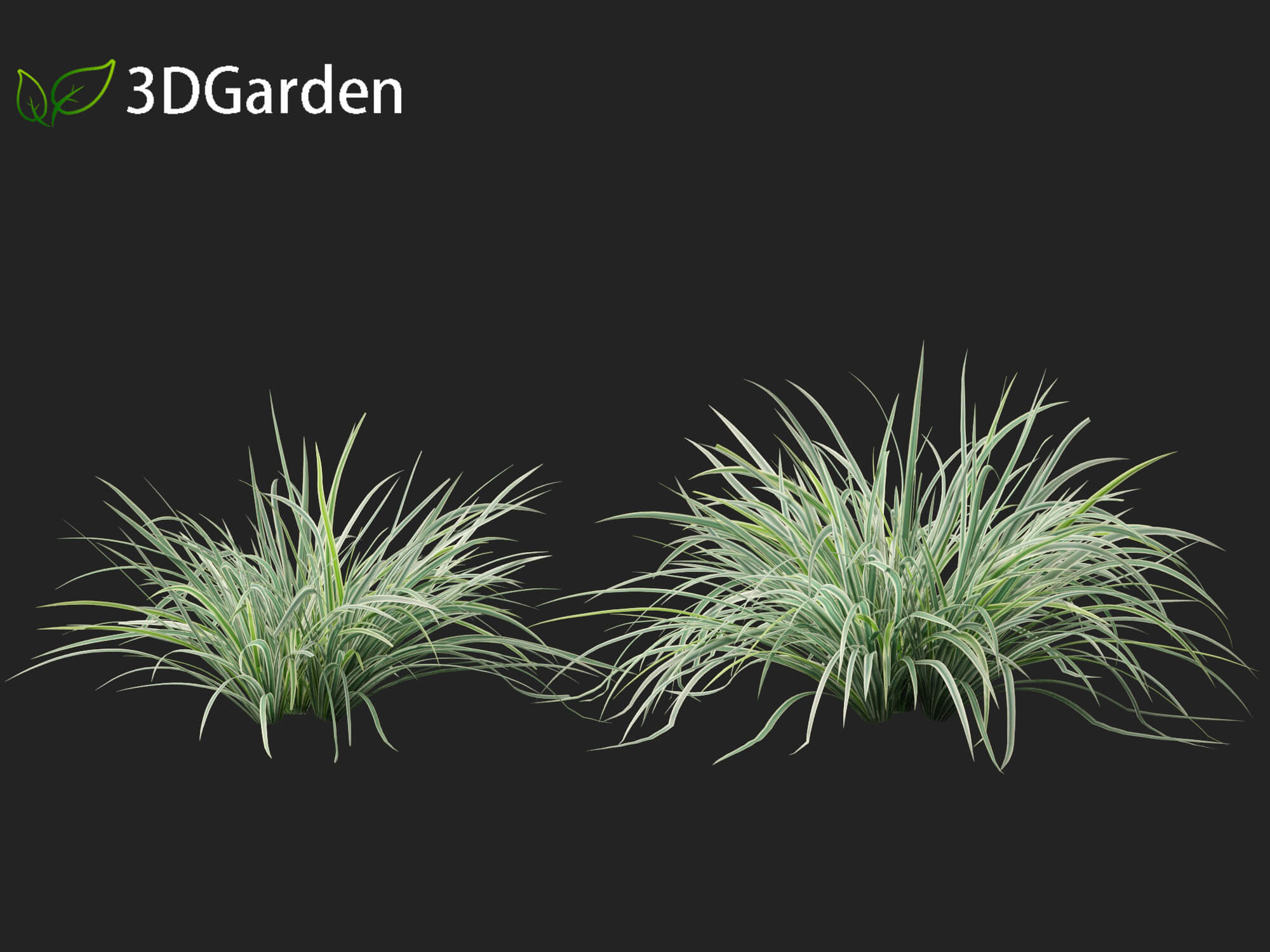 Carex Morrowii Ice Dance – Variegated Sedge Grass - 3D Model by ...