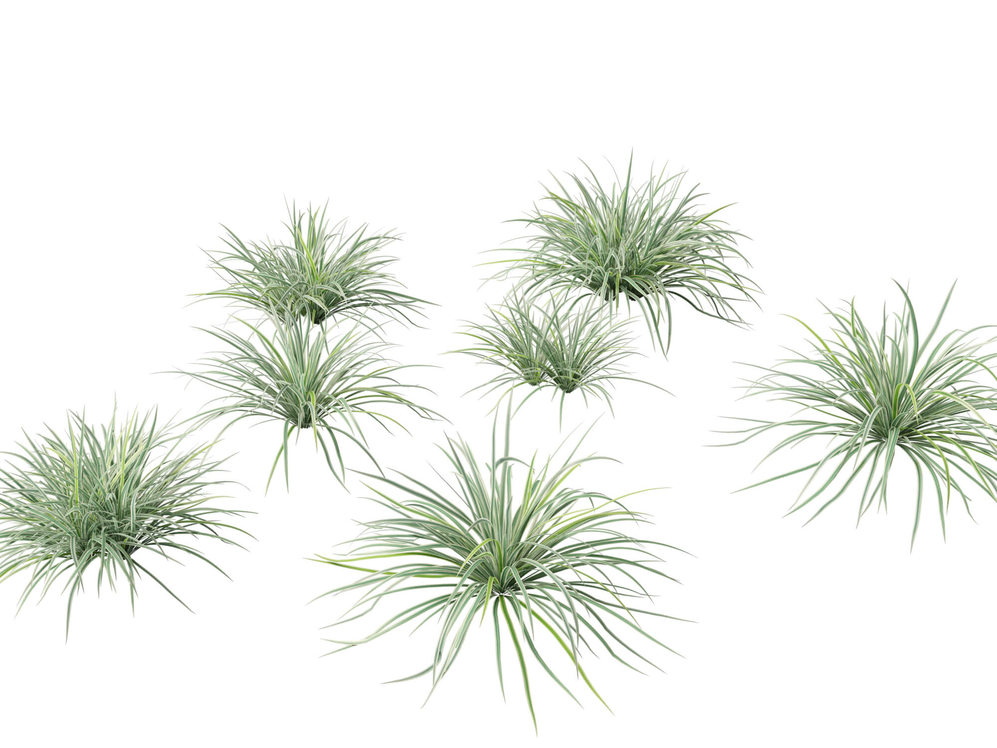 Carex Morrowii Ice Dance – Variegated Sedge Grass - 3D Model by ...