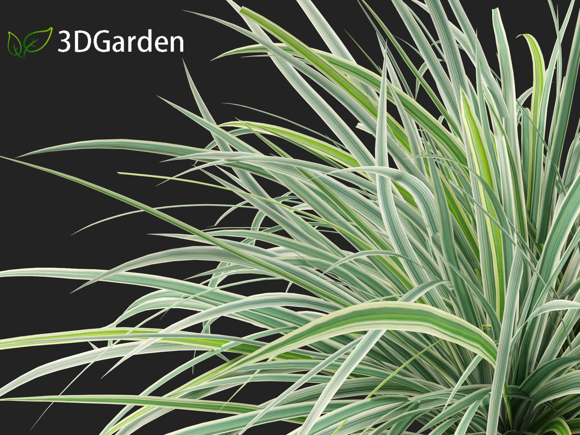 Carex Morrowii Ice Dance – Variegated Sedge Grass - 3D Model by ...