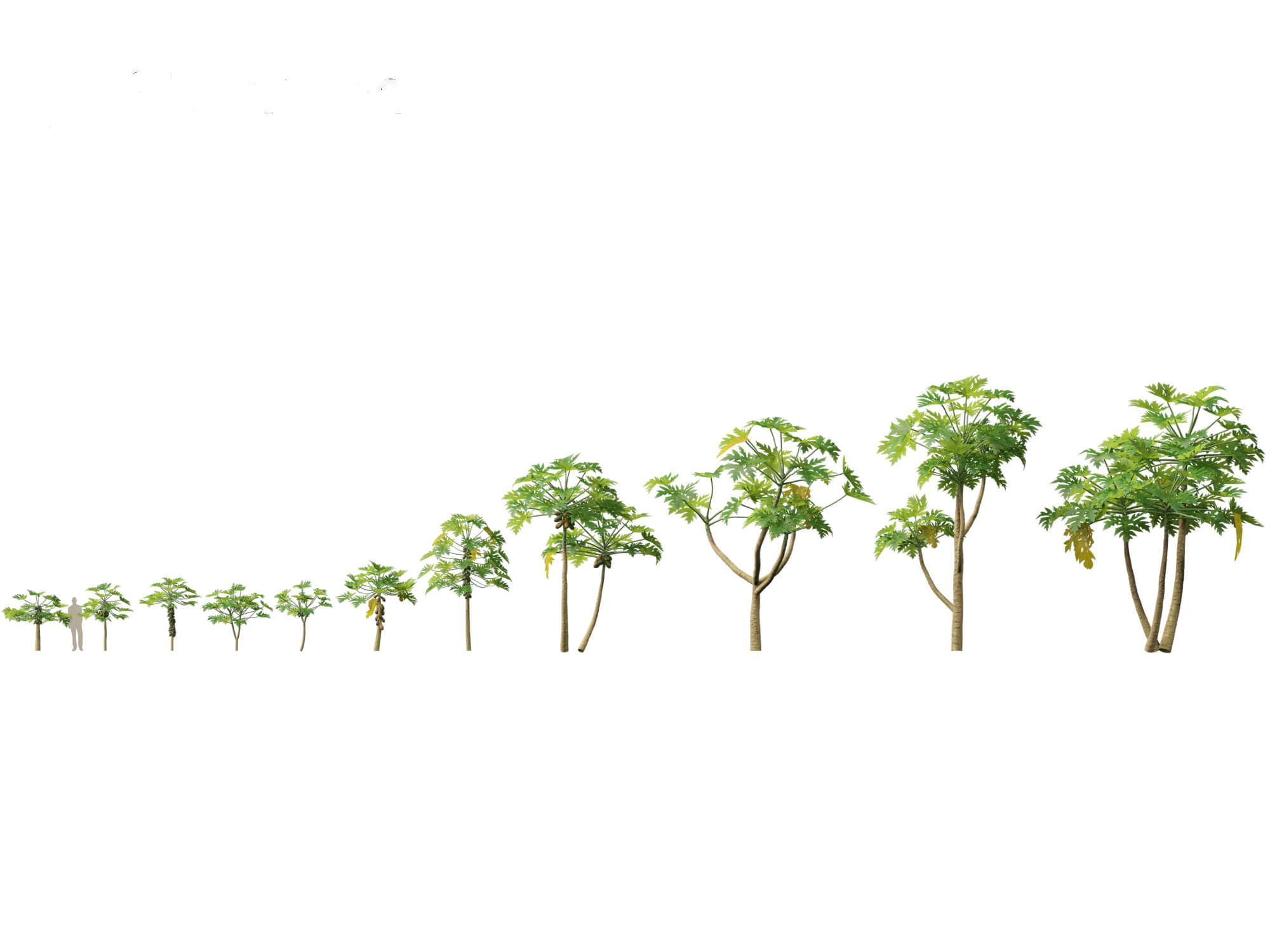 Carica Papaya - Pawpaw 3D Model by 3dgardenplants