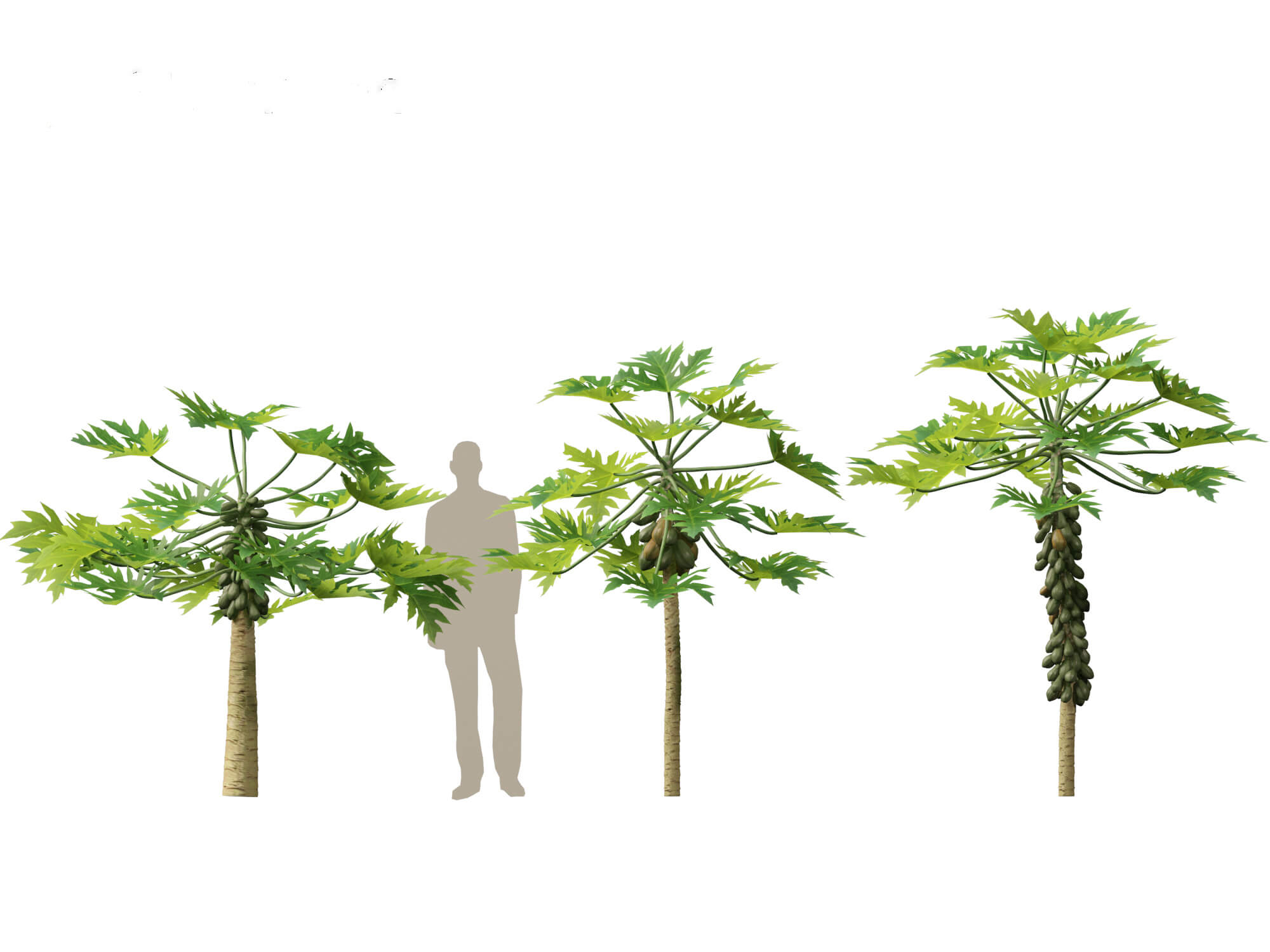 Carica Papaya - Pawpaw 3D Model by 3dgardenplants