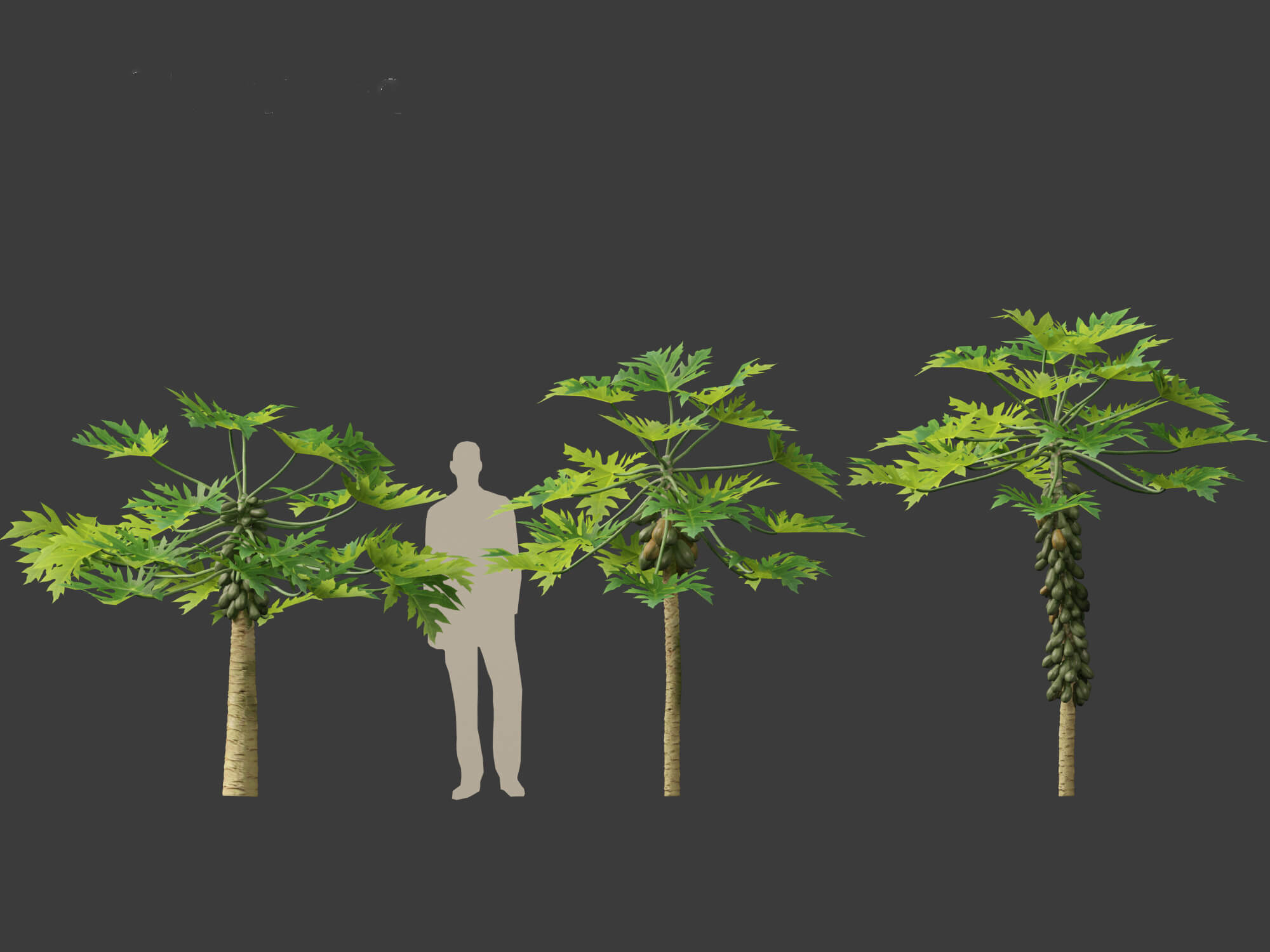 Carica Papaya - Pawpaw 3D Model by 3dgardenplants