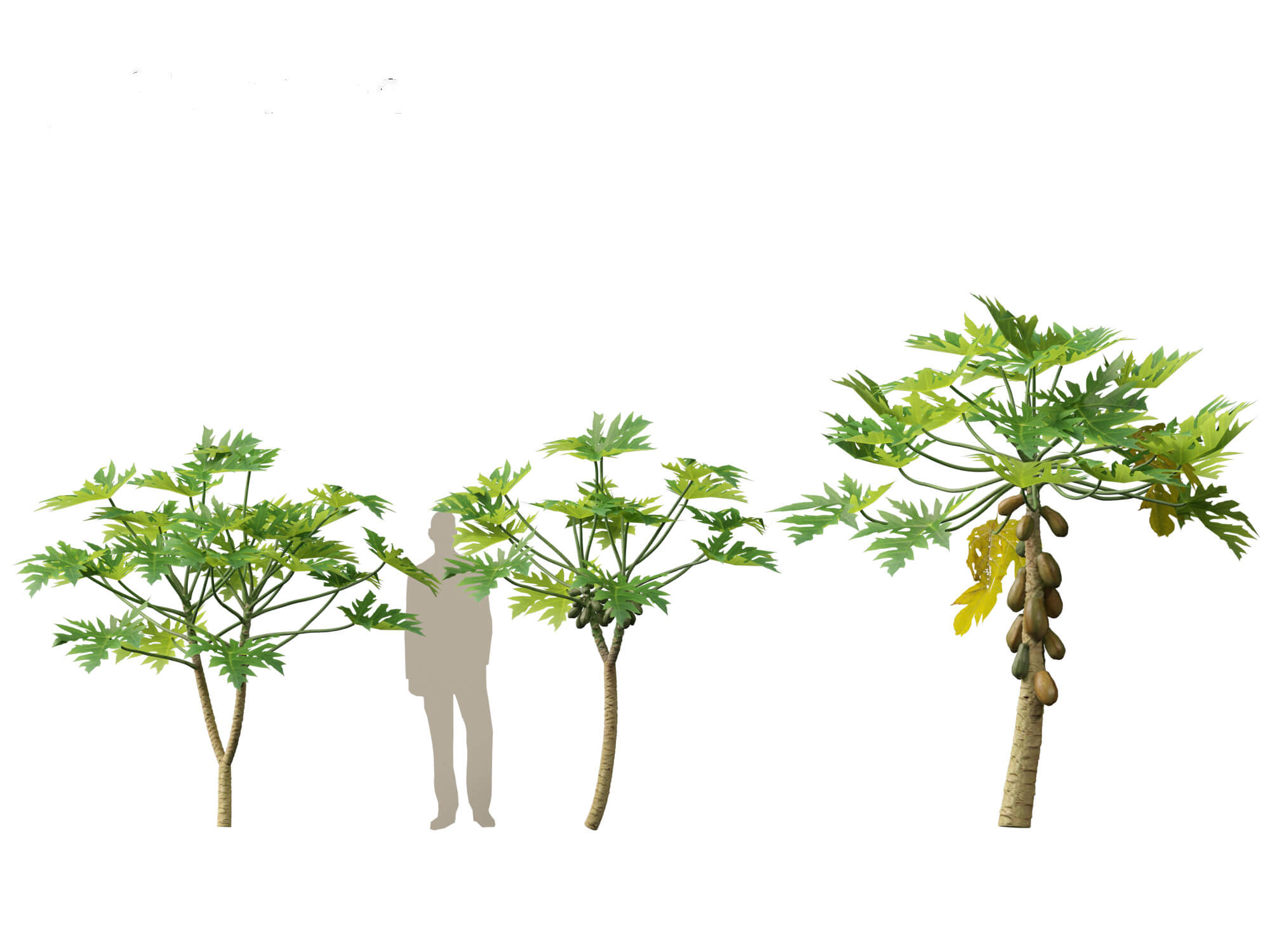 Carica Papaya - Pawpaw 3D Model by 3dgardenplants