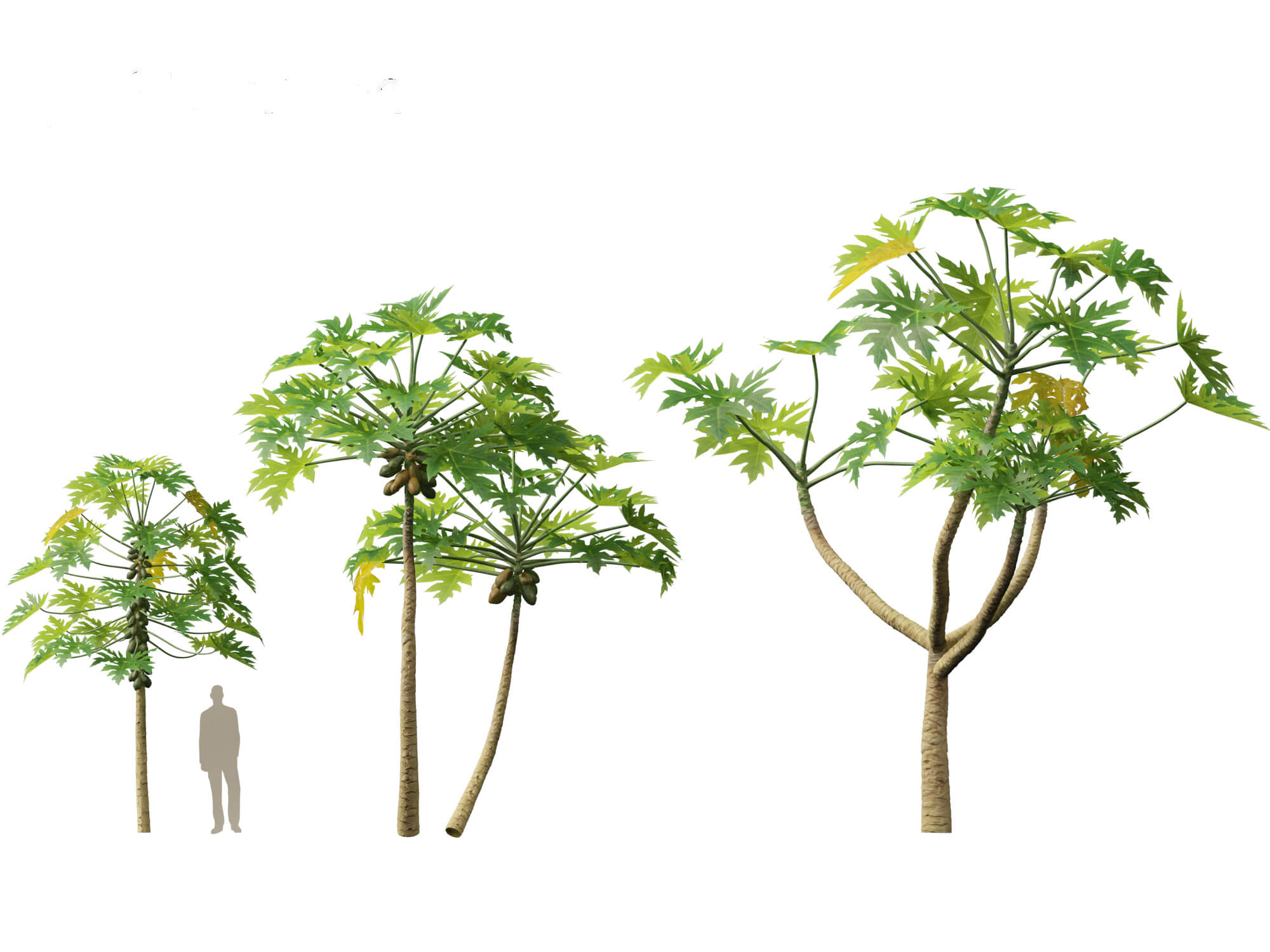 Carica Papaya - Pawpaw 3D Model by 3dgardenplants