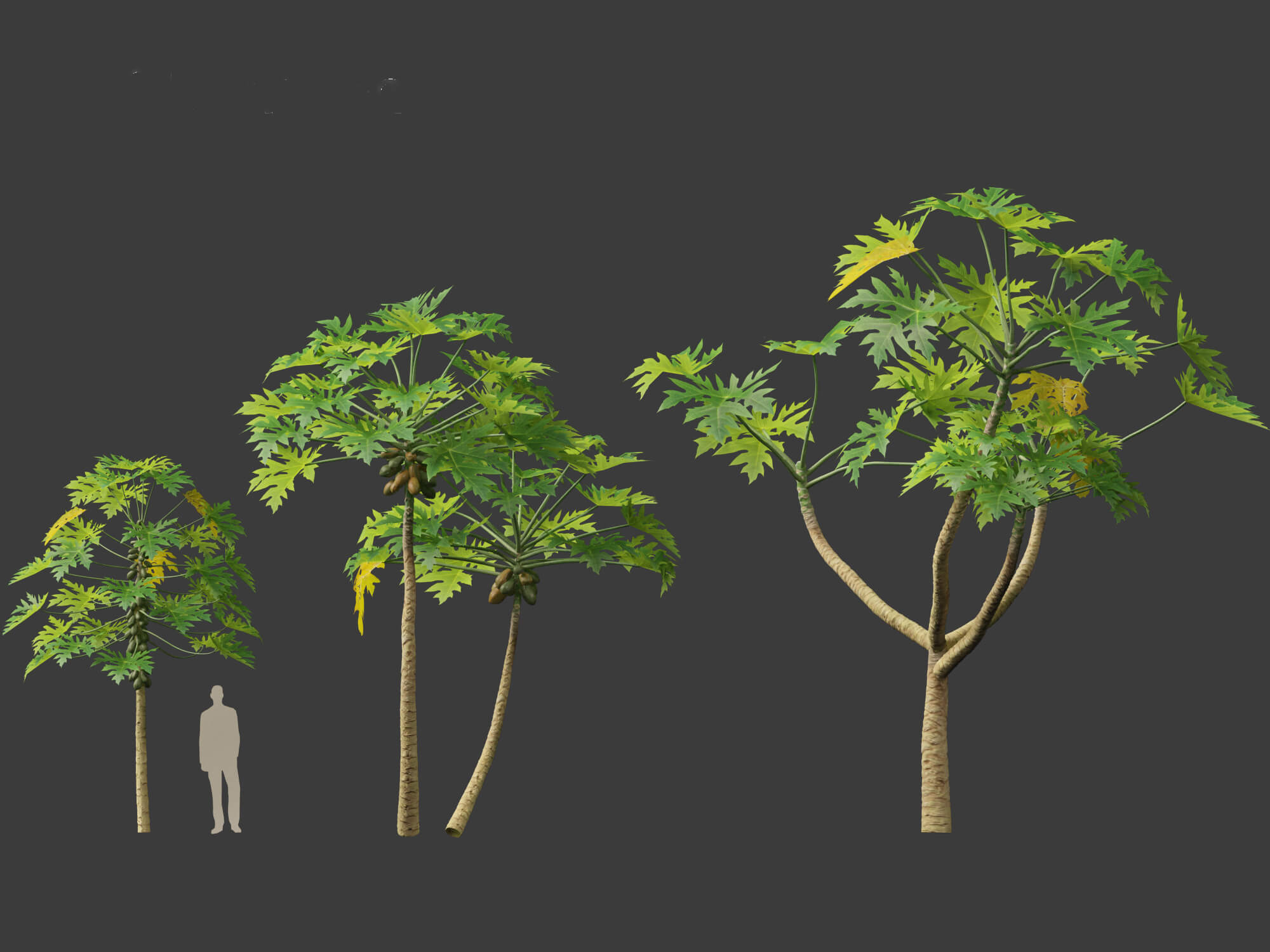 Carica Papaya - Pawpaw 3D Model by 3dgardenplants