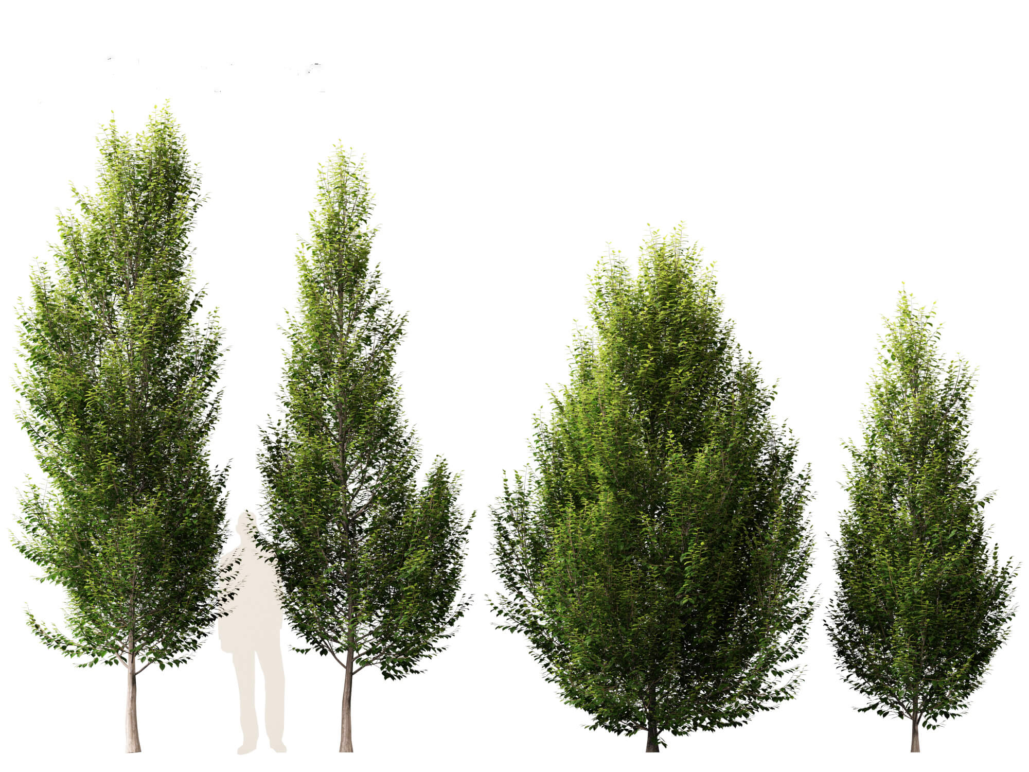 Carpinus Betulus - European Hornbeam 3D Model by 3dgardenplants