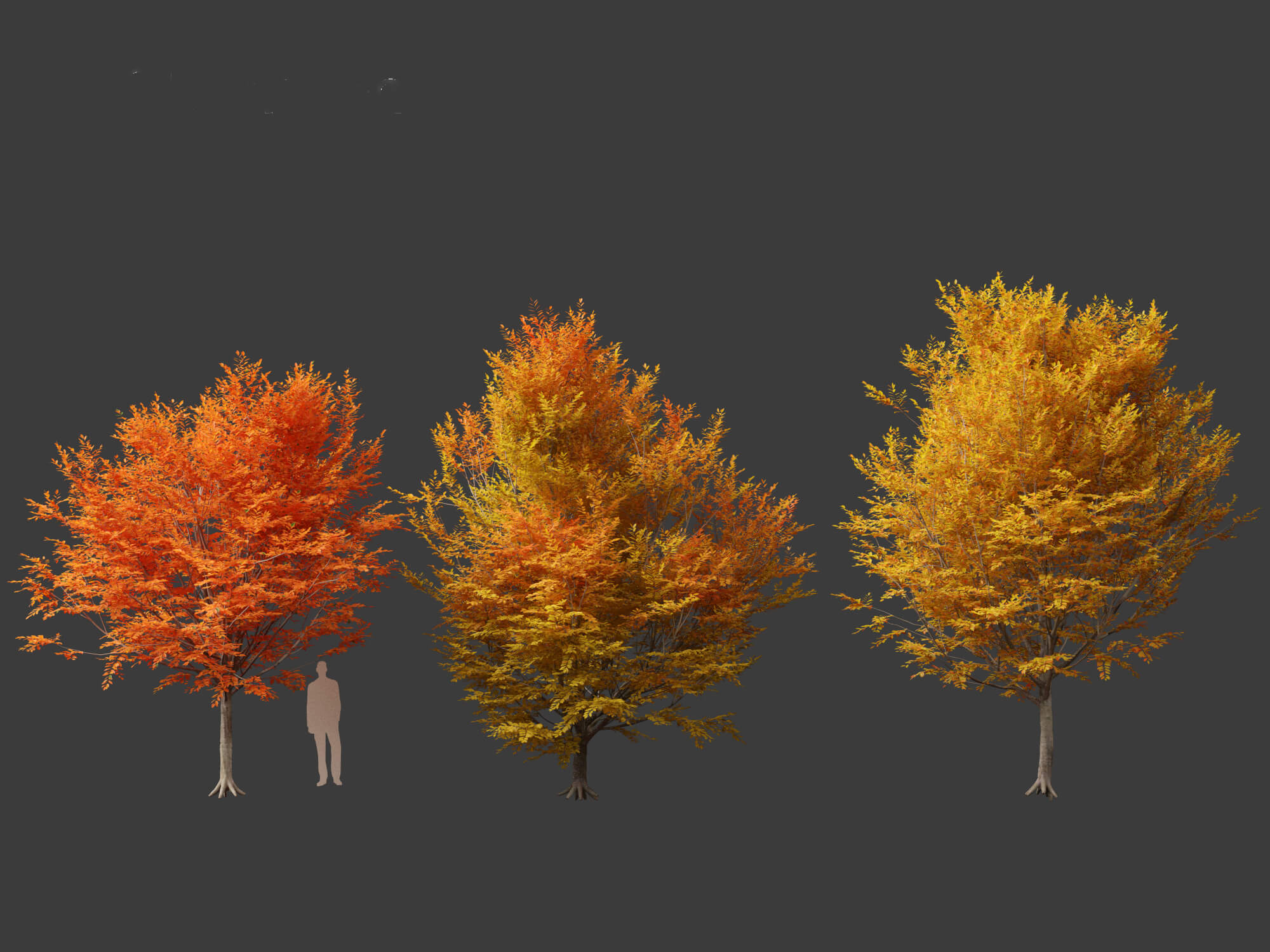 Carpinus Caroliniana - American Hornbeam 01 3D Model by 3dgardenplants