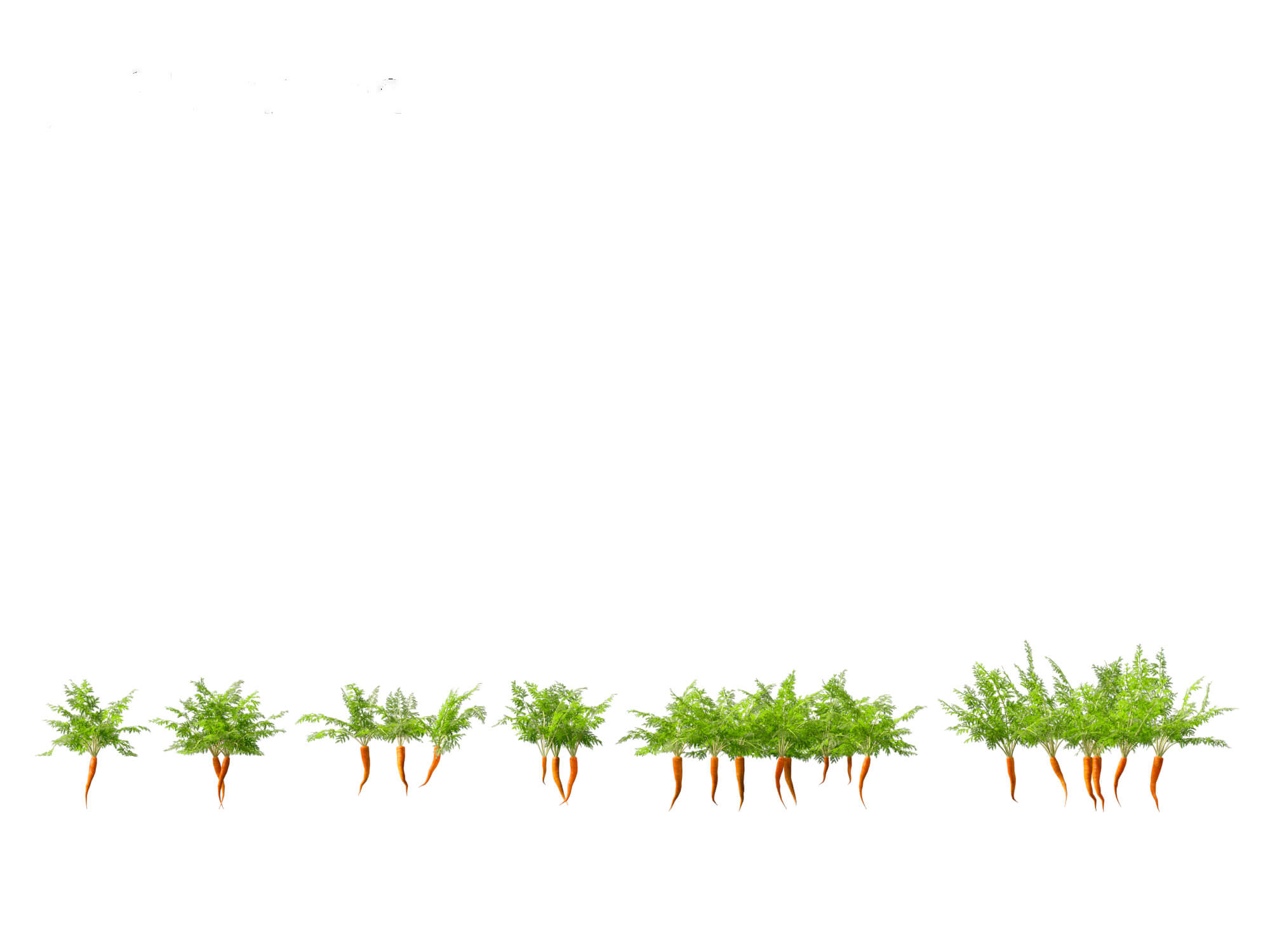 Carrot - Daucus Carota 3D Model by 3dgardenplants