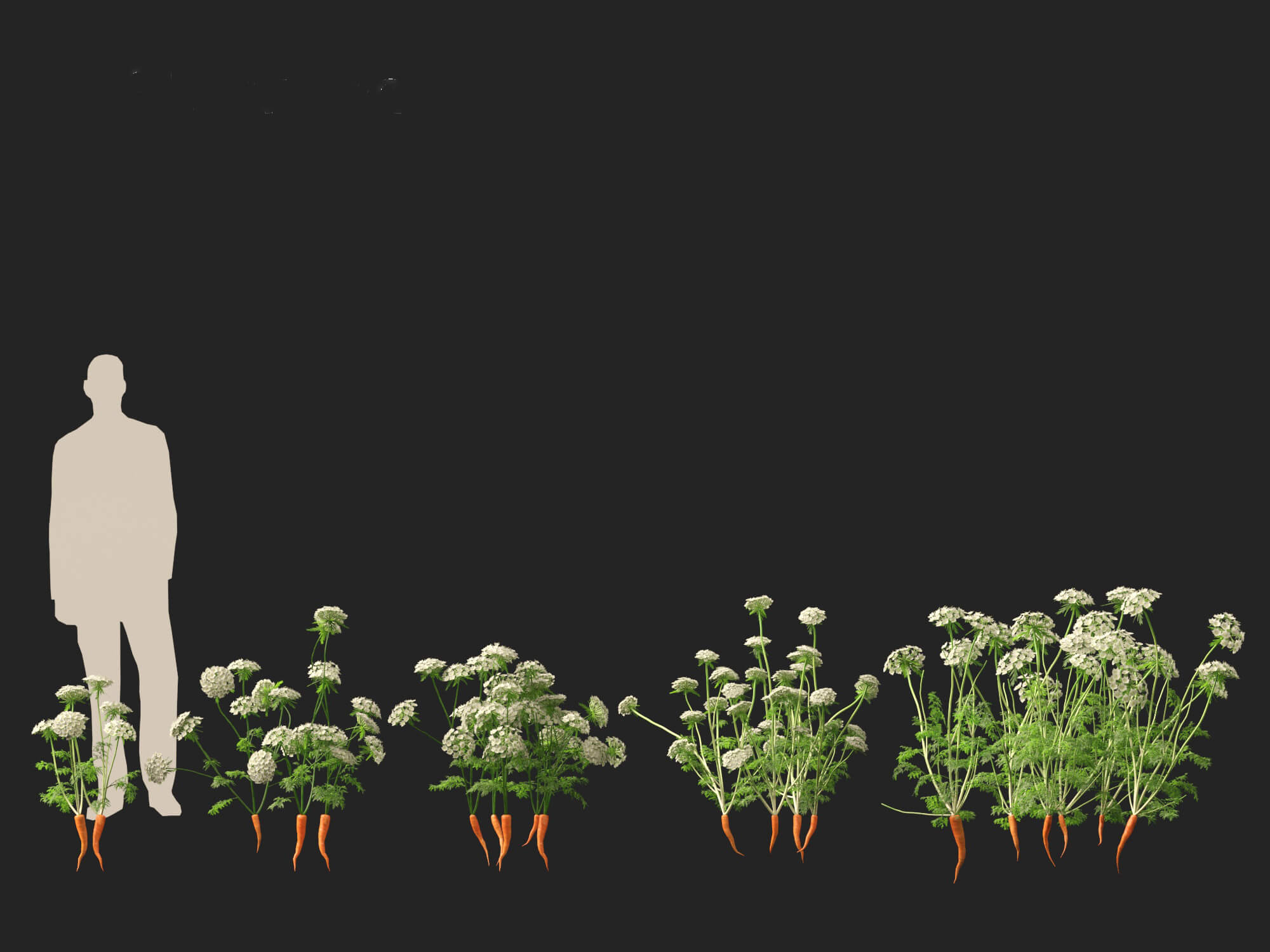 Carrot - Daucus Carota 3D Model by 3dgardenplants