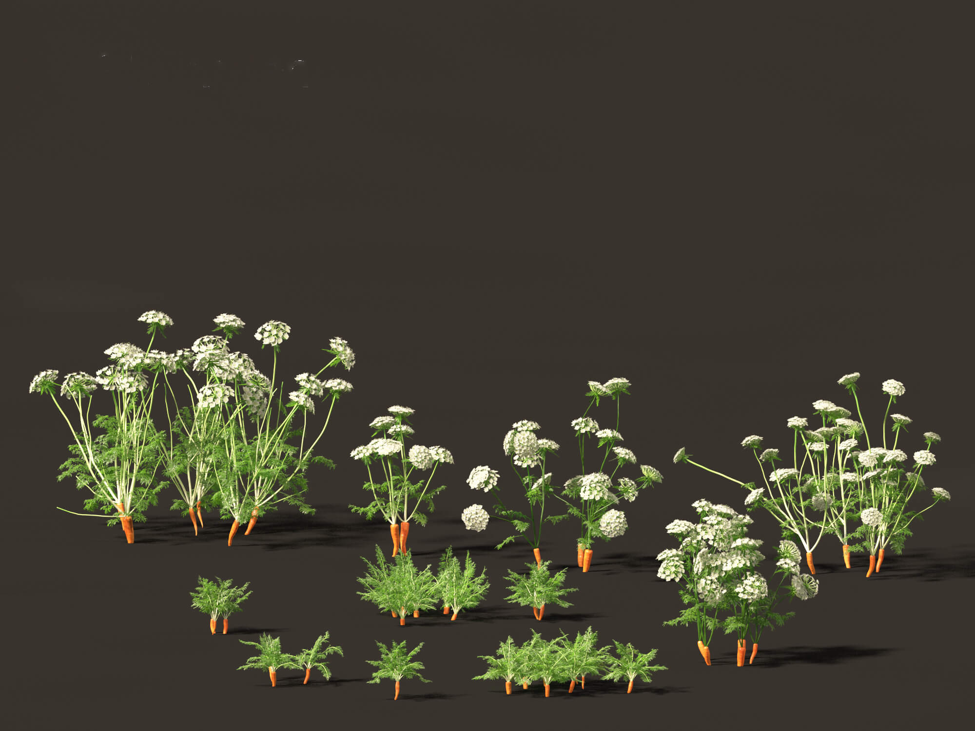 Carrot - Daucus Carota 3D Model by 3dgardenplants