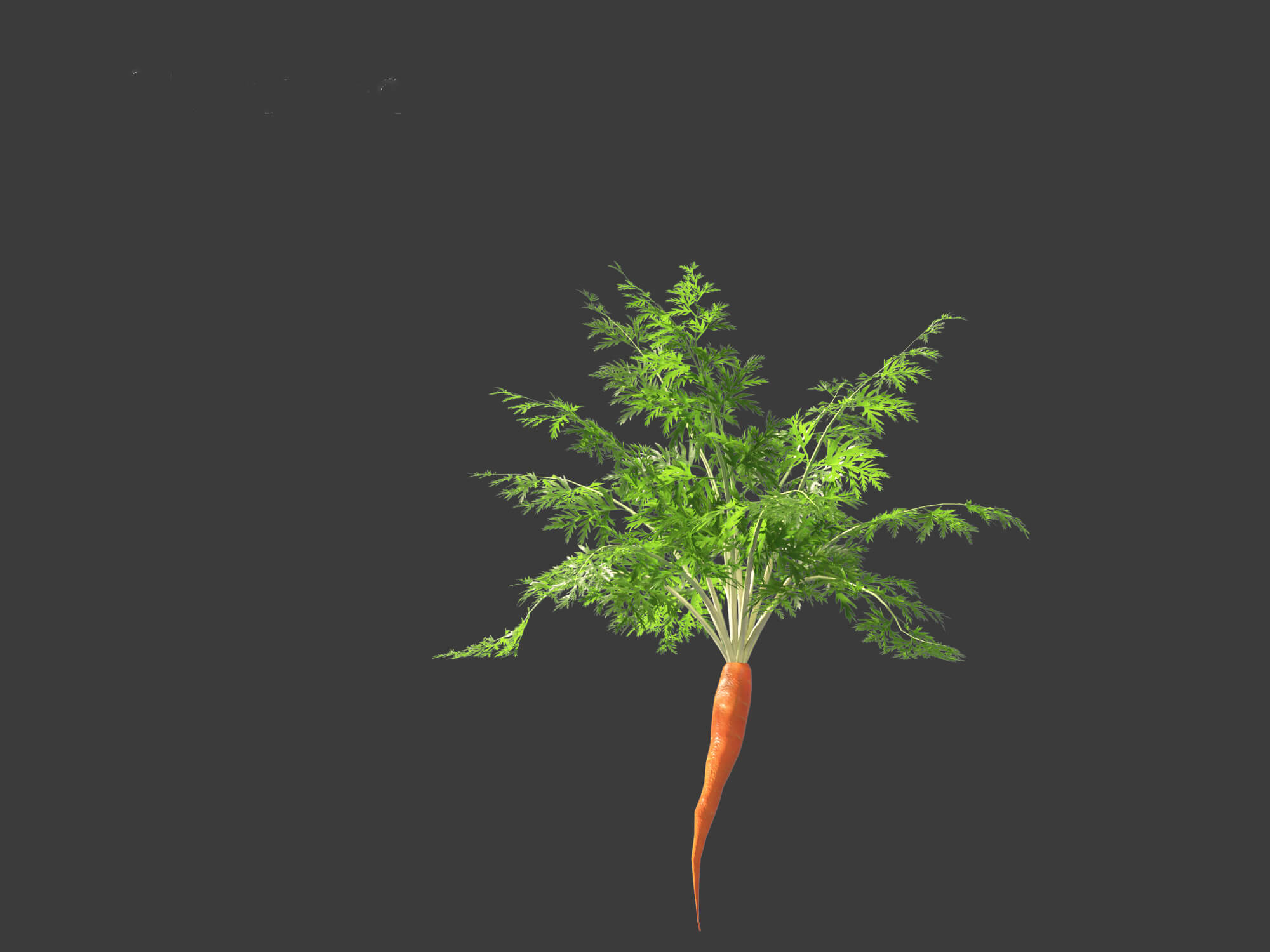 Carrot - Daucus Carota 3D Model by 3dgardenplants