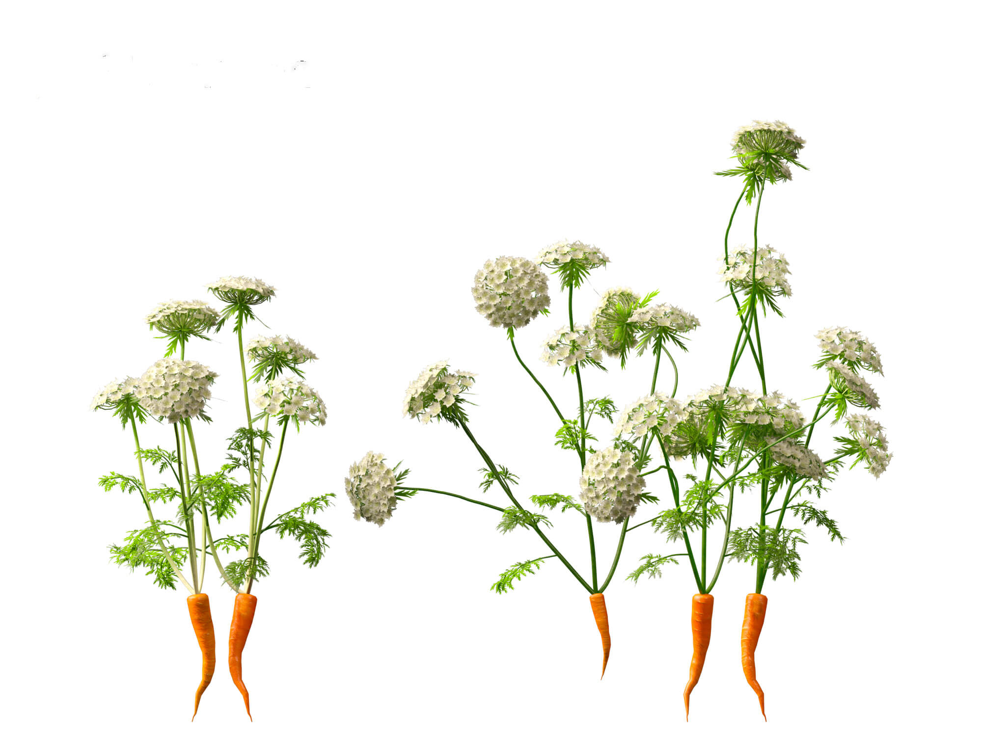 Carrot - Daucus Carota 3D Model by 3dgardenplants