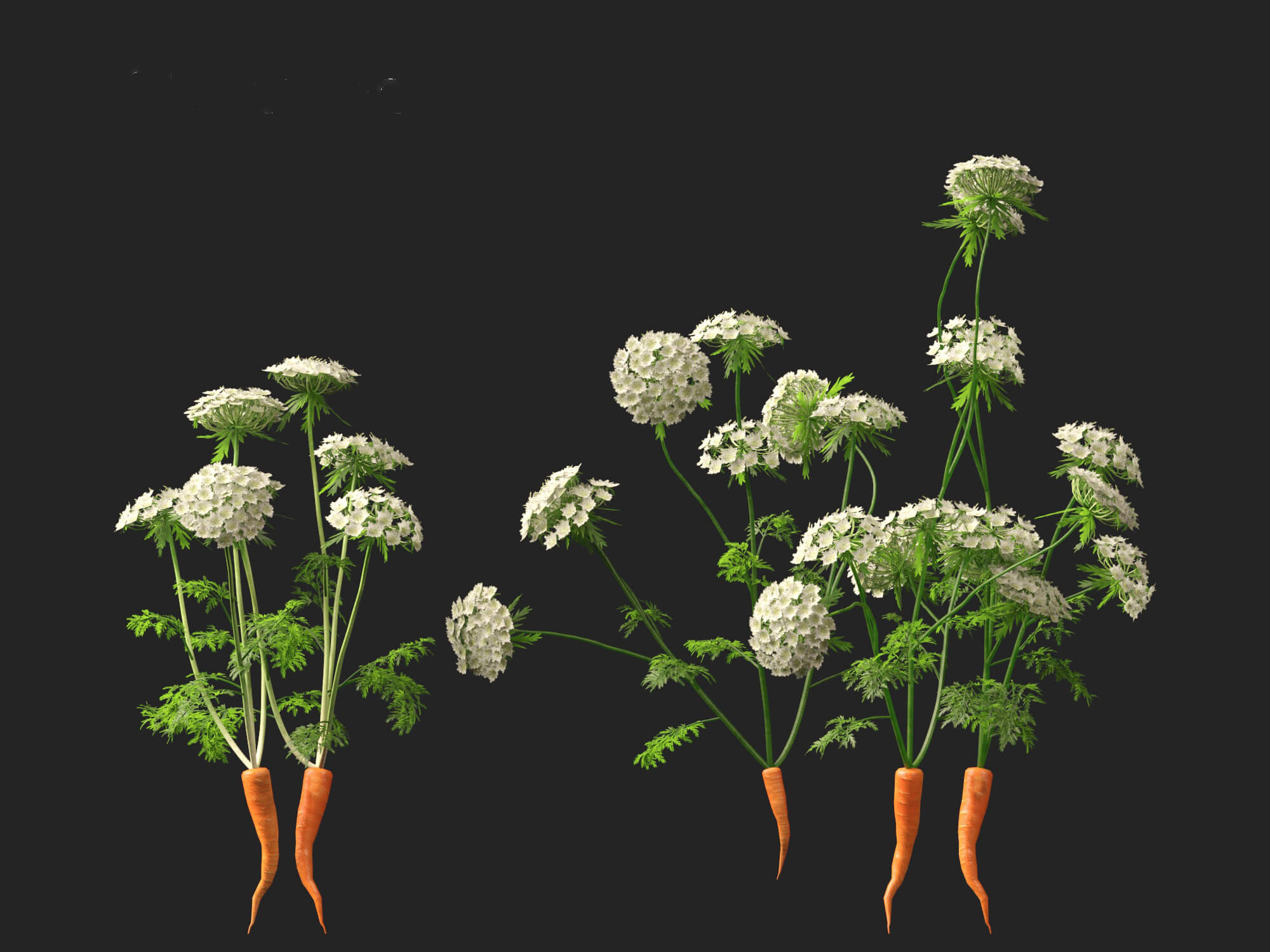 Carrot - Daucus Carota 3D Model by 3dgardenplants