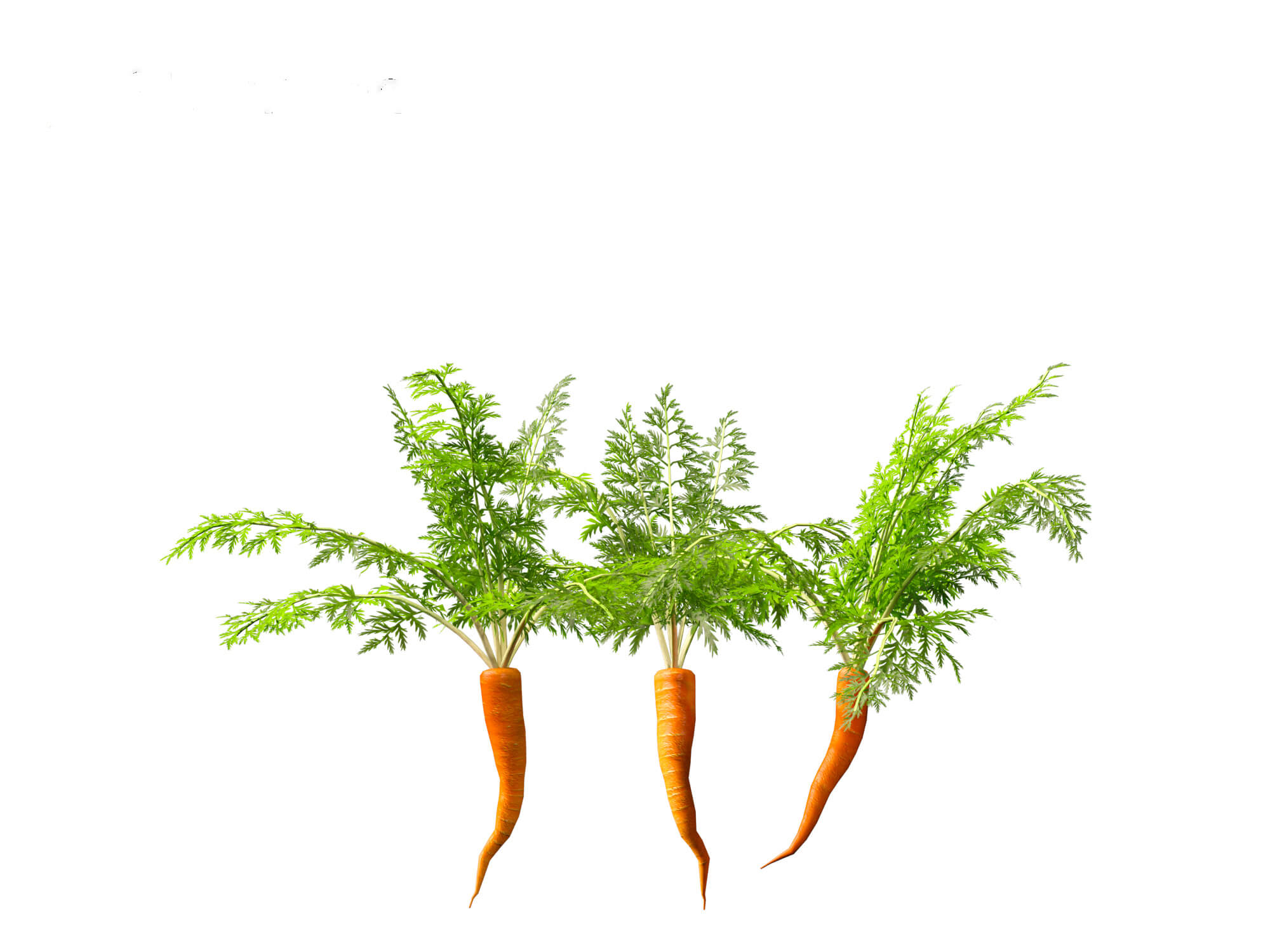 Carrot - Daucus Carota 3D Model by 3dgardenplants