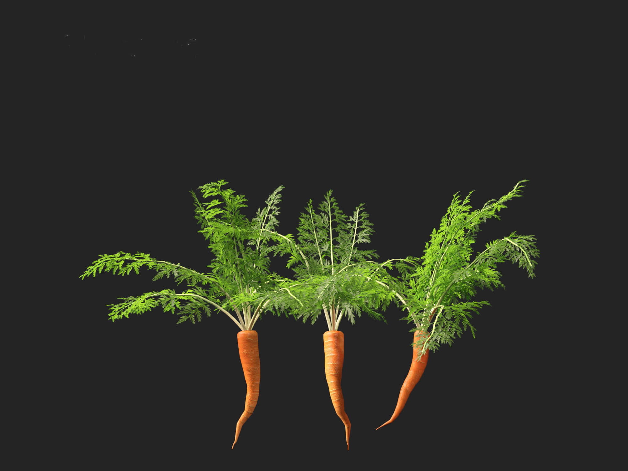 Carrot - Daucus Carota 3D Model by 3dgardenplants