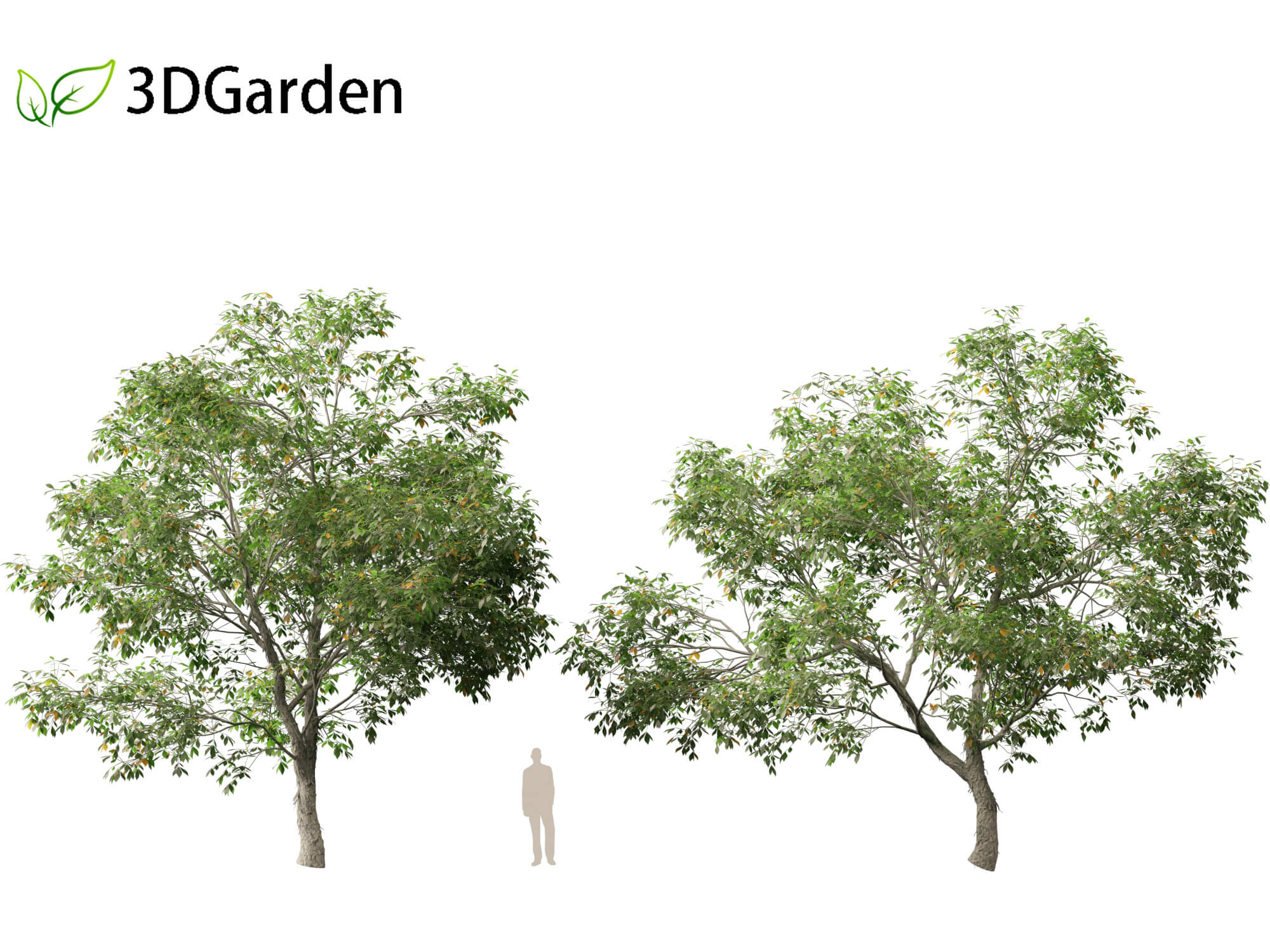 Carya Ovata – Shagbark Hickory - 3D Model by 3dgardenplants
