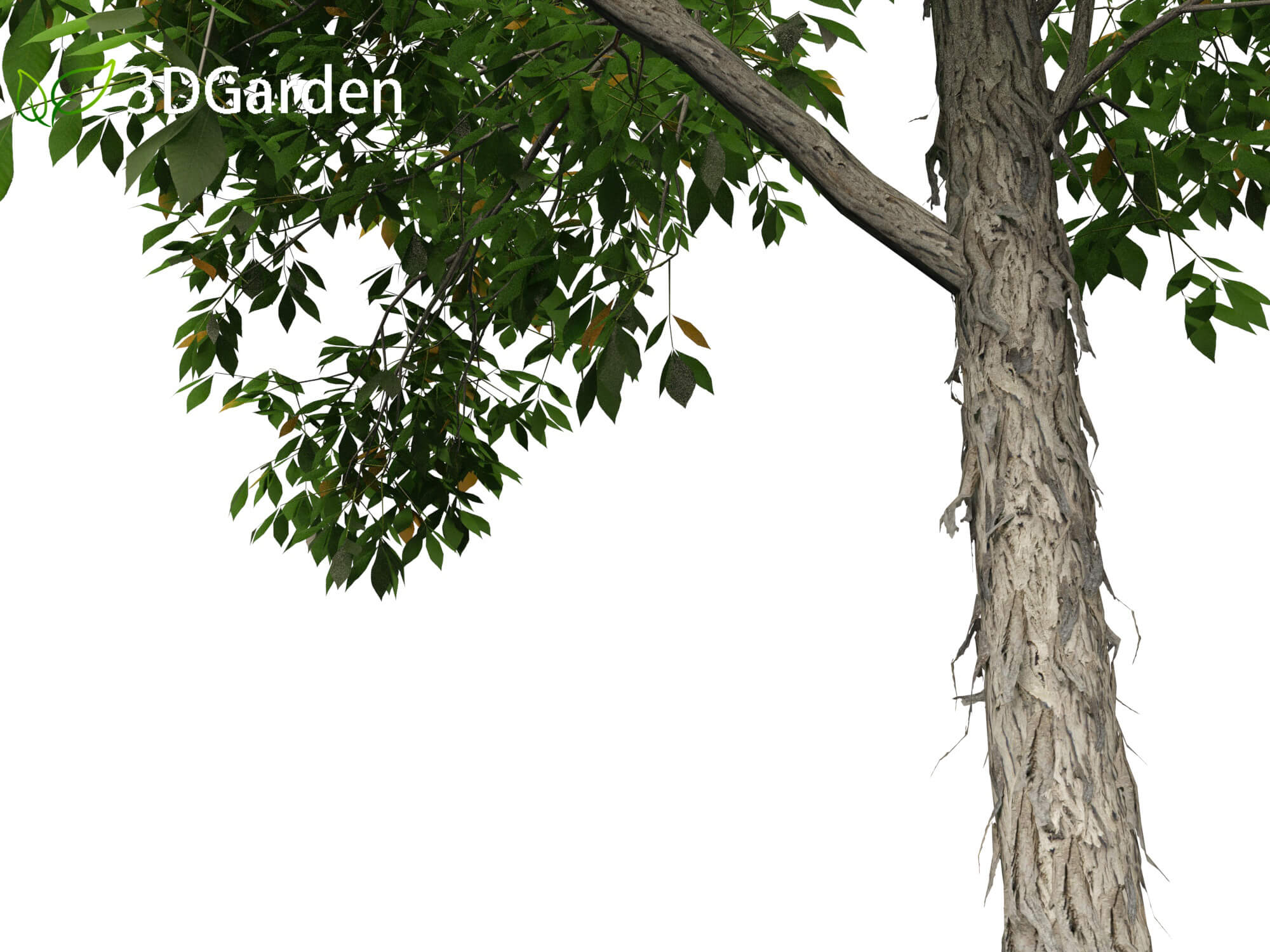 Carya Ovata – Shagbark Hickory - 3D Model by 3dgardenplants