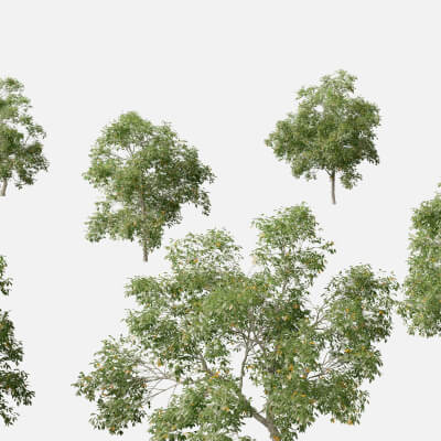 Carya Ovata – Shagbark Hickory - 3D Model by 3dgardenplants