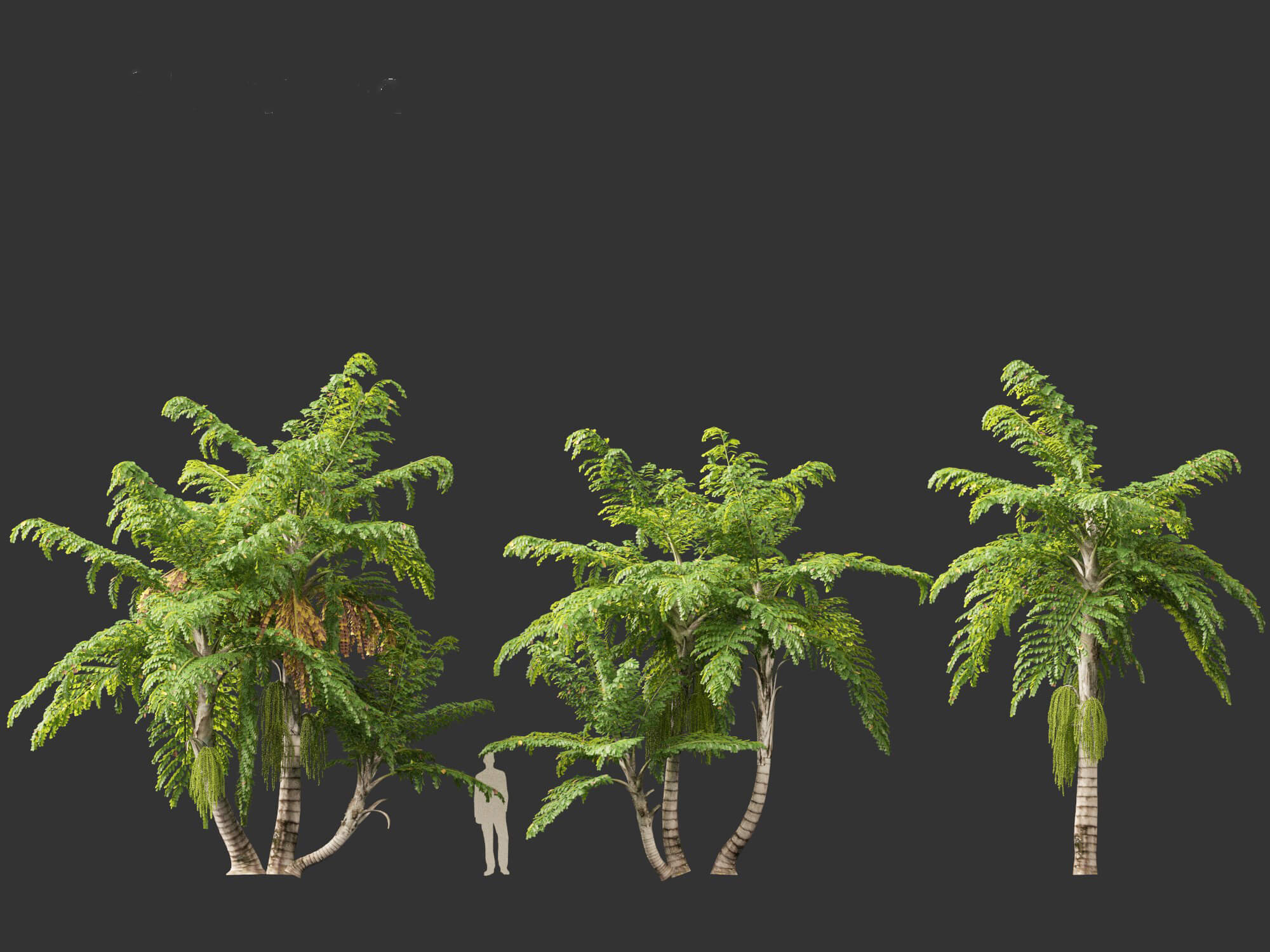 Caryota Mitis - Fishtail Palm 3D Model by 3dgardenplants