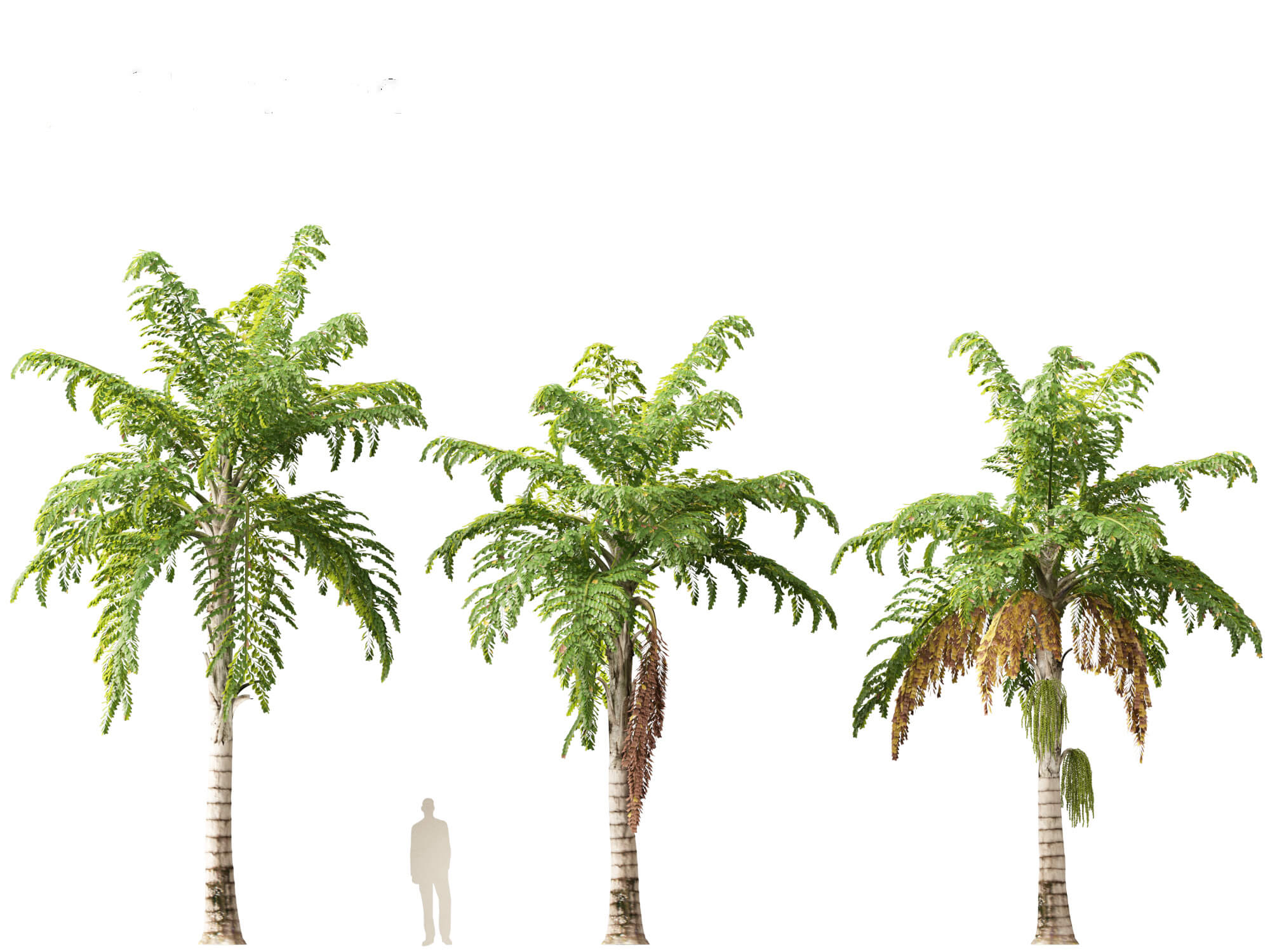 Caryota Mitis - Fishtail Palm 3D Model by 3dgardenplants