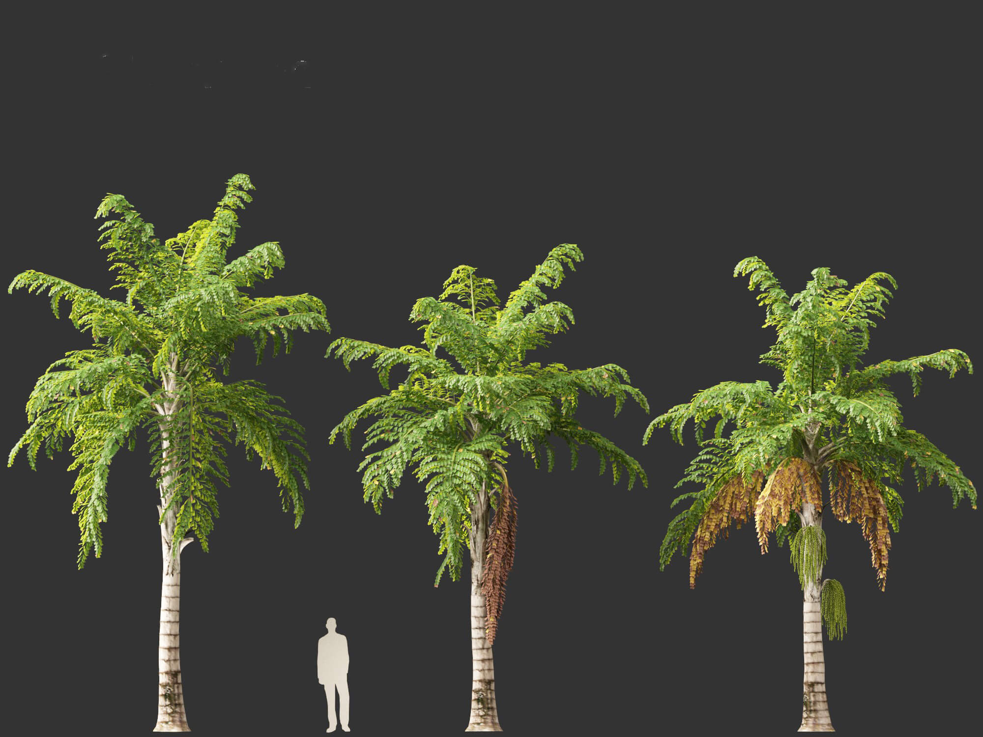Caryota Mitis - Fishtail Palm 3D Model by 3dgardenplants