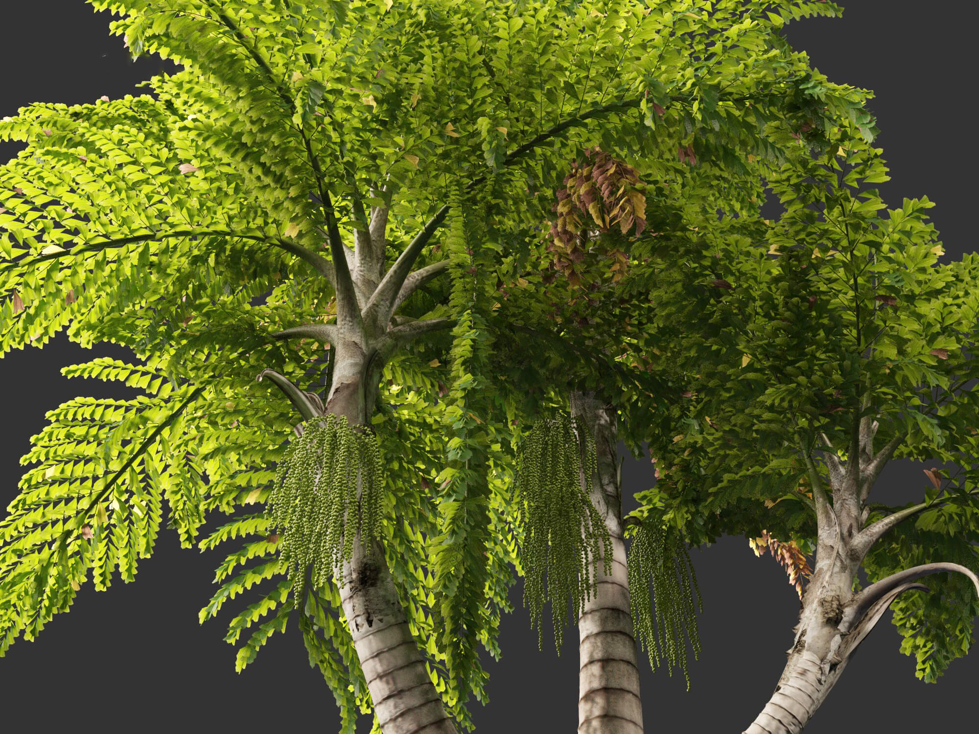 Caryota Mitis - Fishtail Palm 3D Model by 3dgardenplants