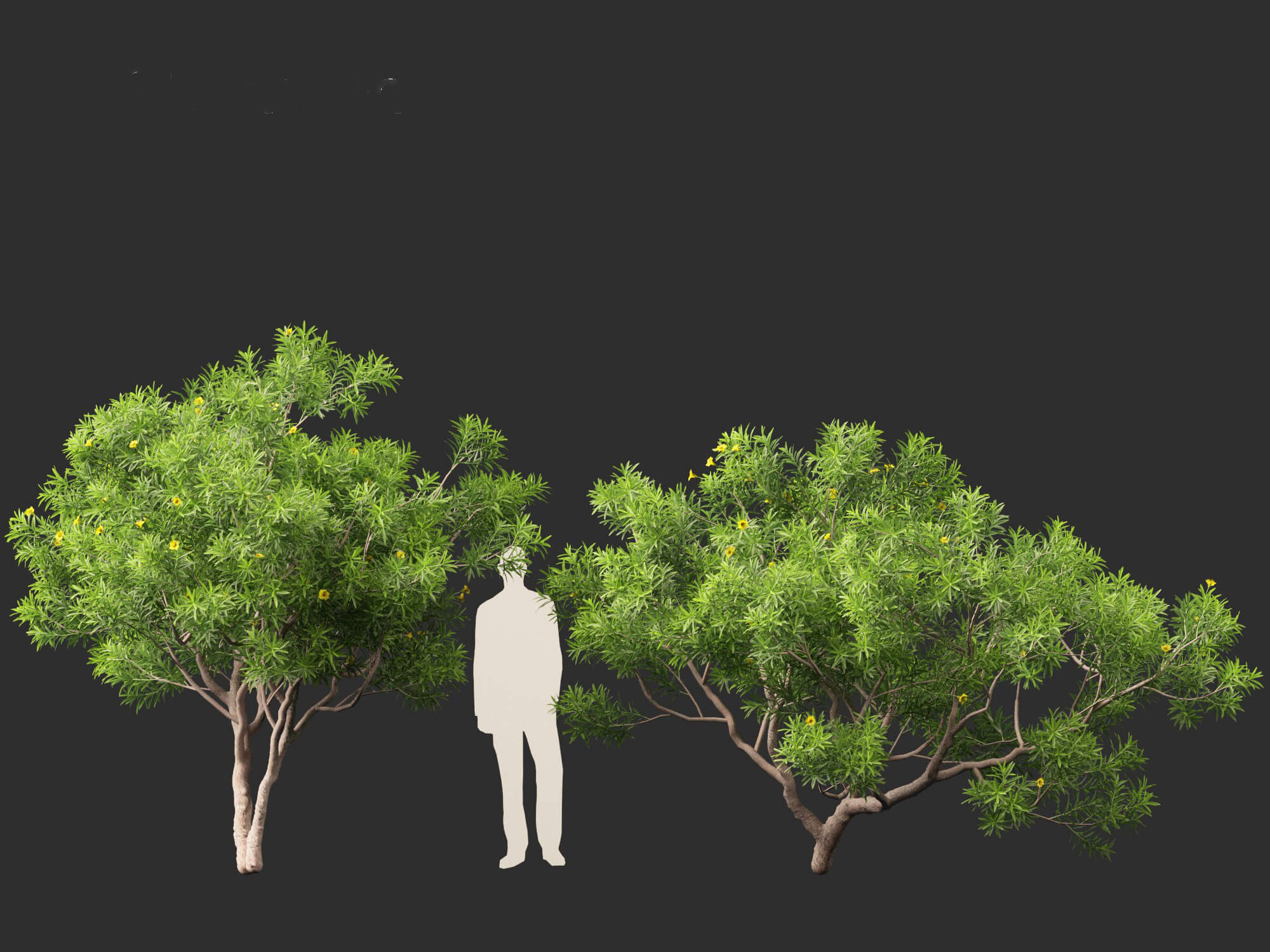 Cascabela Thevetia - Yellow Oleander 3D Model by 3dgardenplants