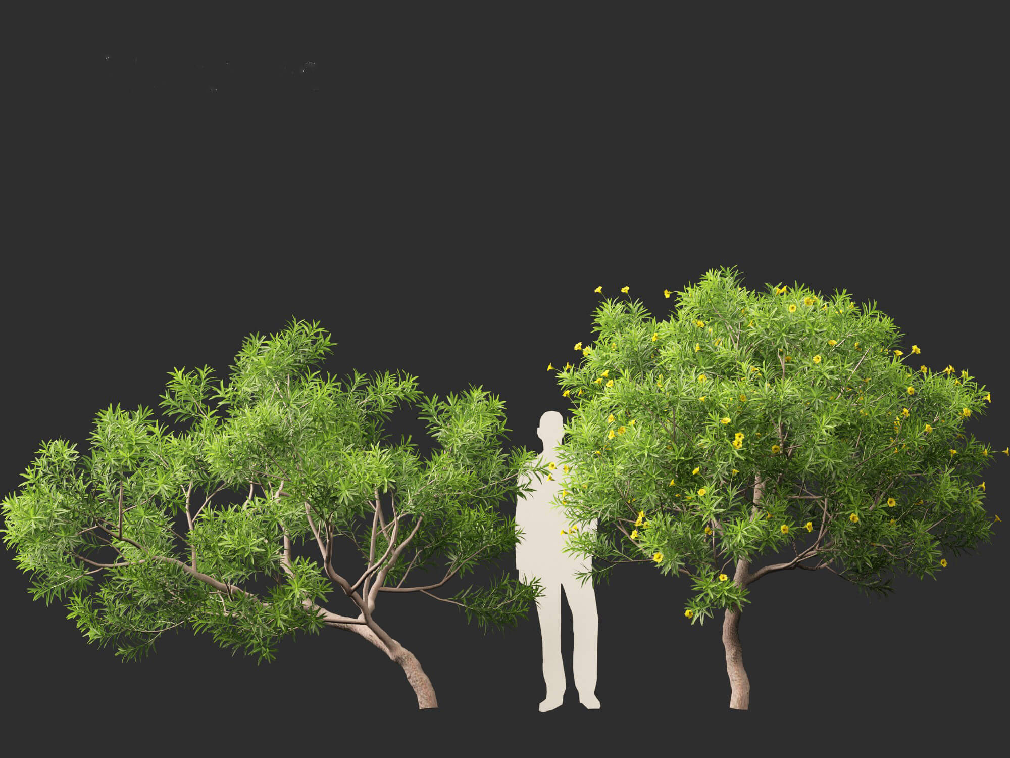 Cascabela Thevetia - Yellow Oleander 3D Model by 3dgardenplants