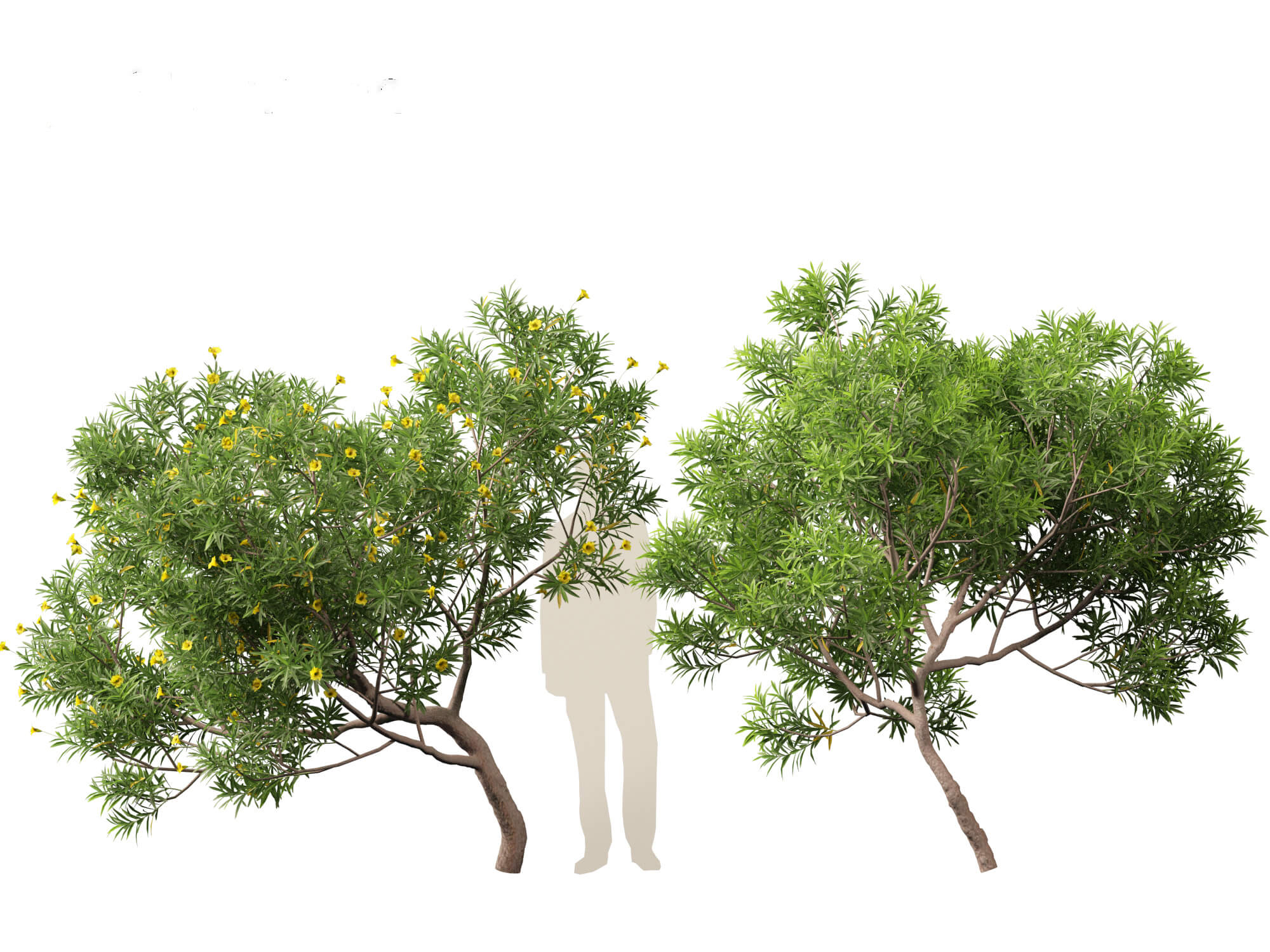 Cascabela Thevetia - Yellow Oleander 3D Model by 3dgardenplants