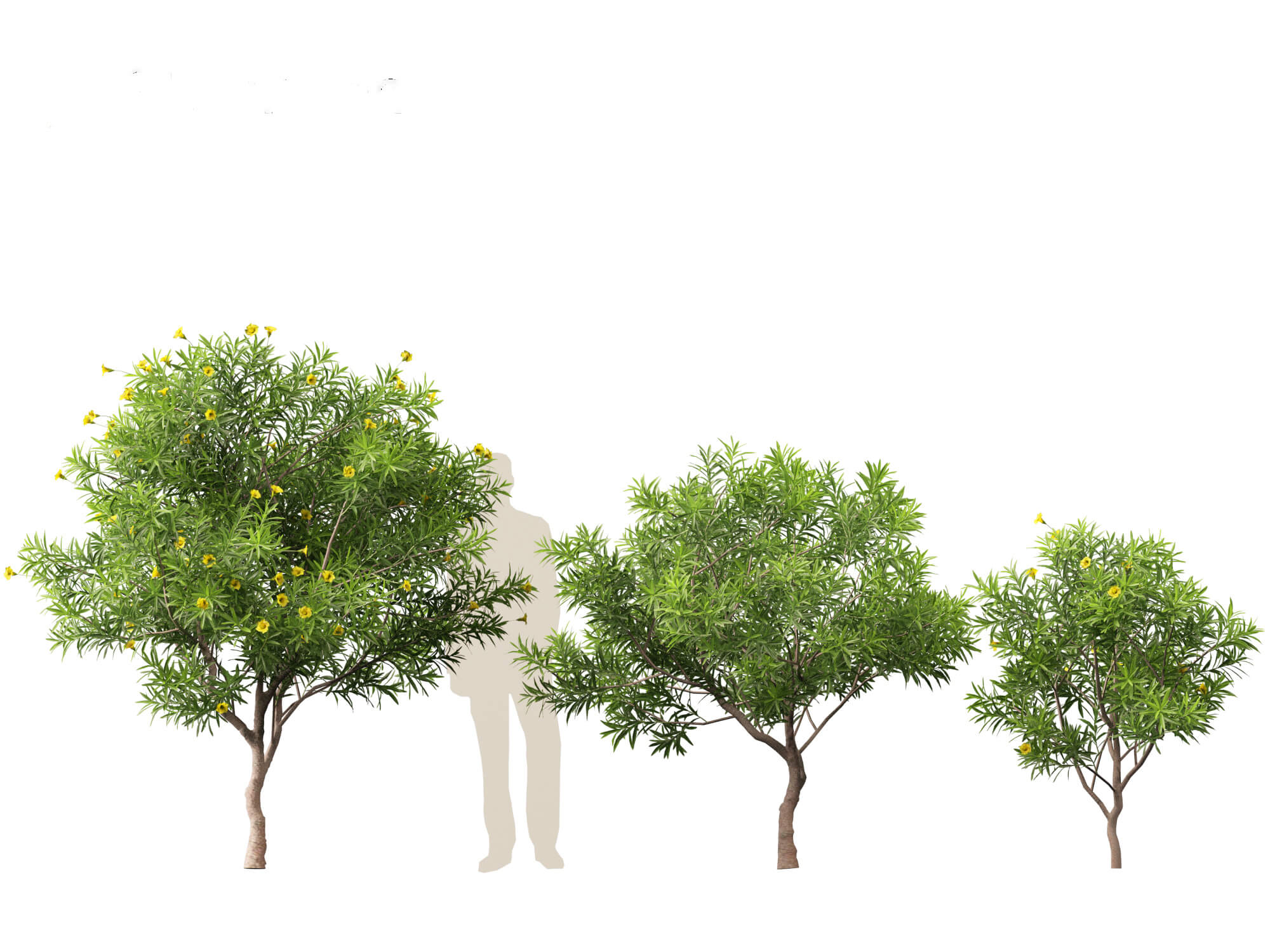 Cascabela Thevetia - Yellow Oleander 3D Model by 3dgardenplants