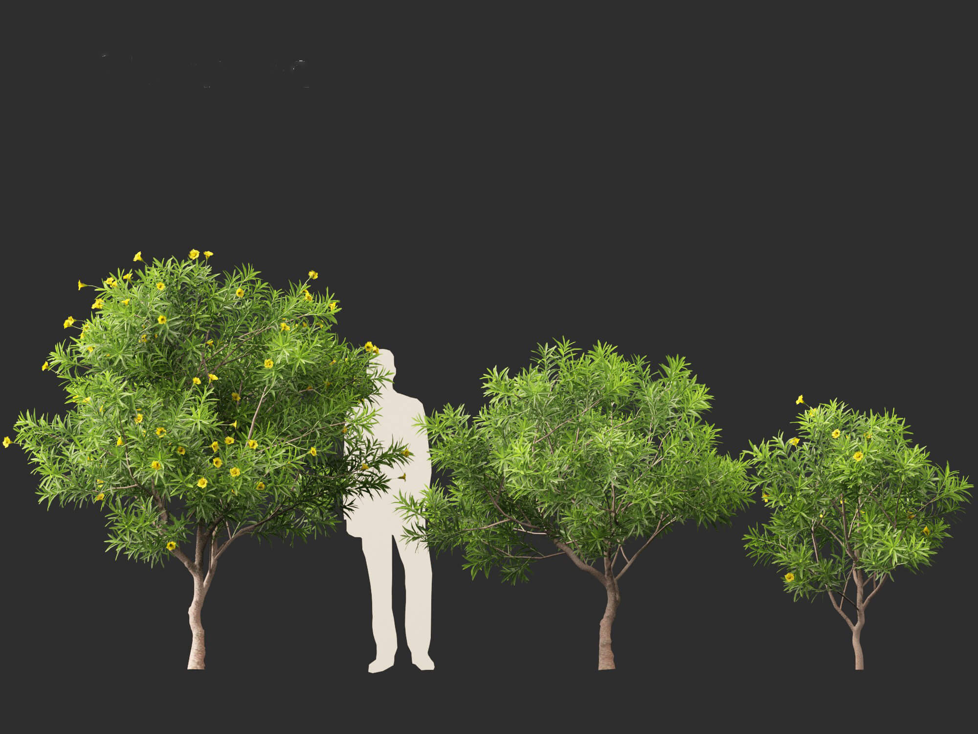Cascabela Thevetia - Yellow Oleander 3D Model by 3dgardenplants
