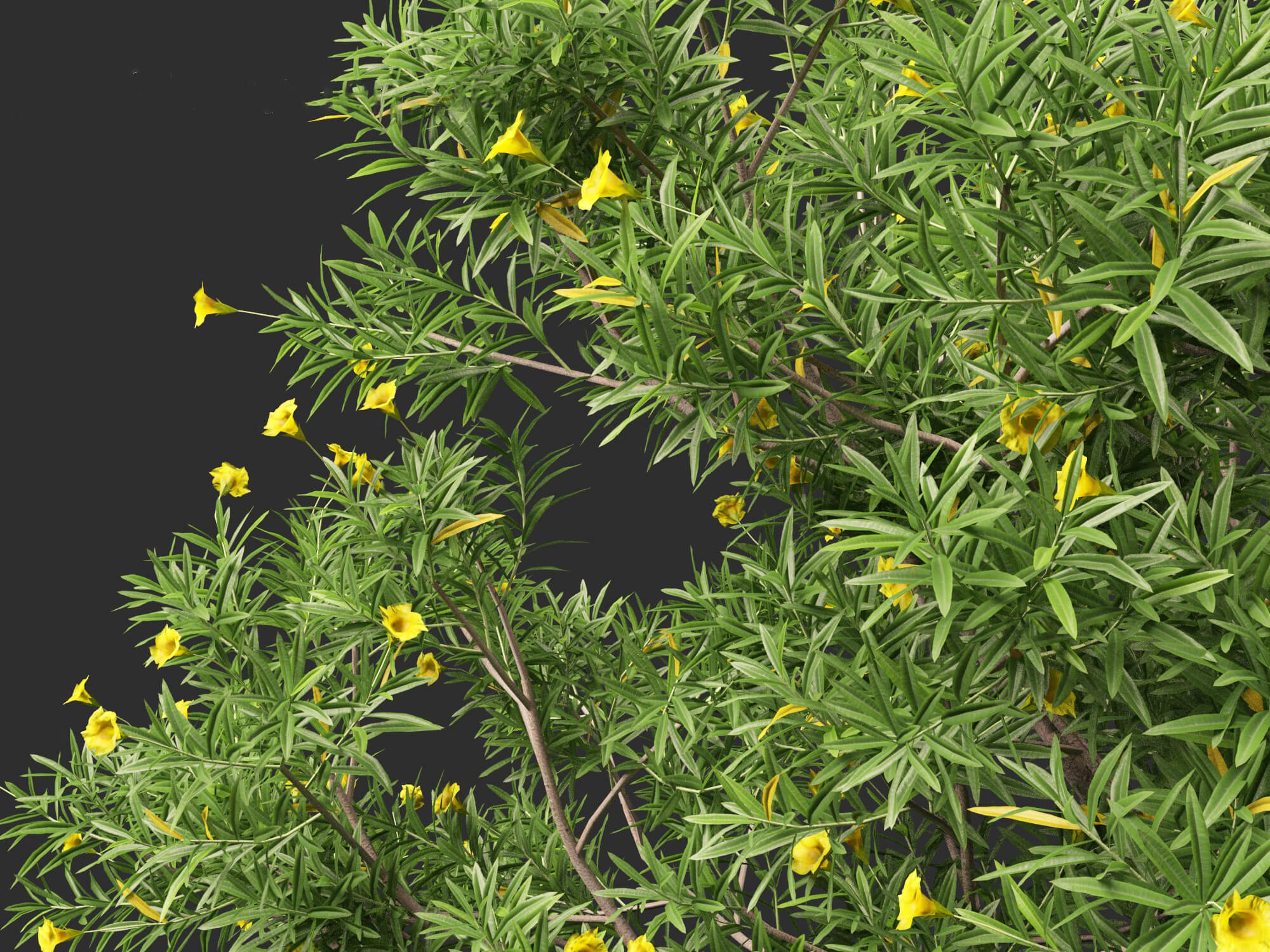Cascabela Thevetia - Yellow Oleander 3D Model by 3dgardenplants