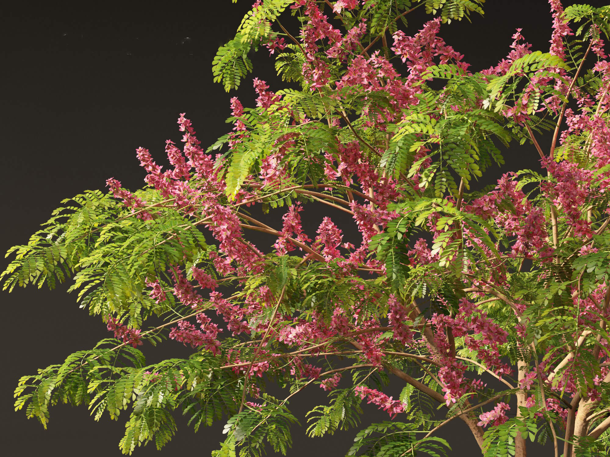 Cassia Javanica - Apple Blossom Tree 3D Model by 3dgardenplants