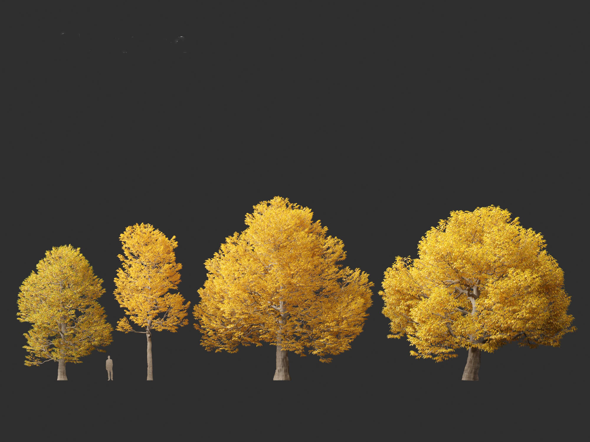 Castanea Dentata - American Chesnut 3D Model by 3dgardenplants