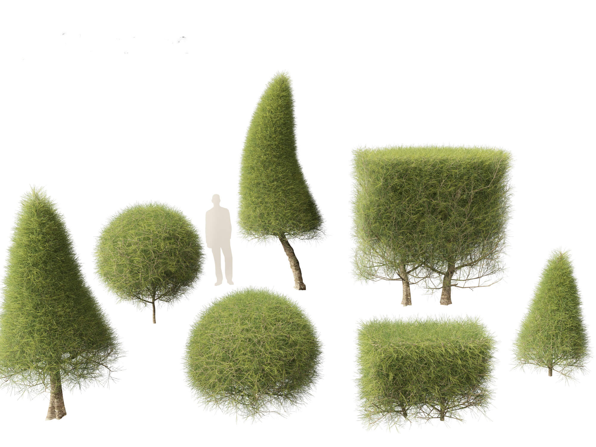 Casuarina Equisetifolia - Australian Pine Tree 3D Model by 3dgardenplants