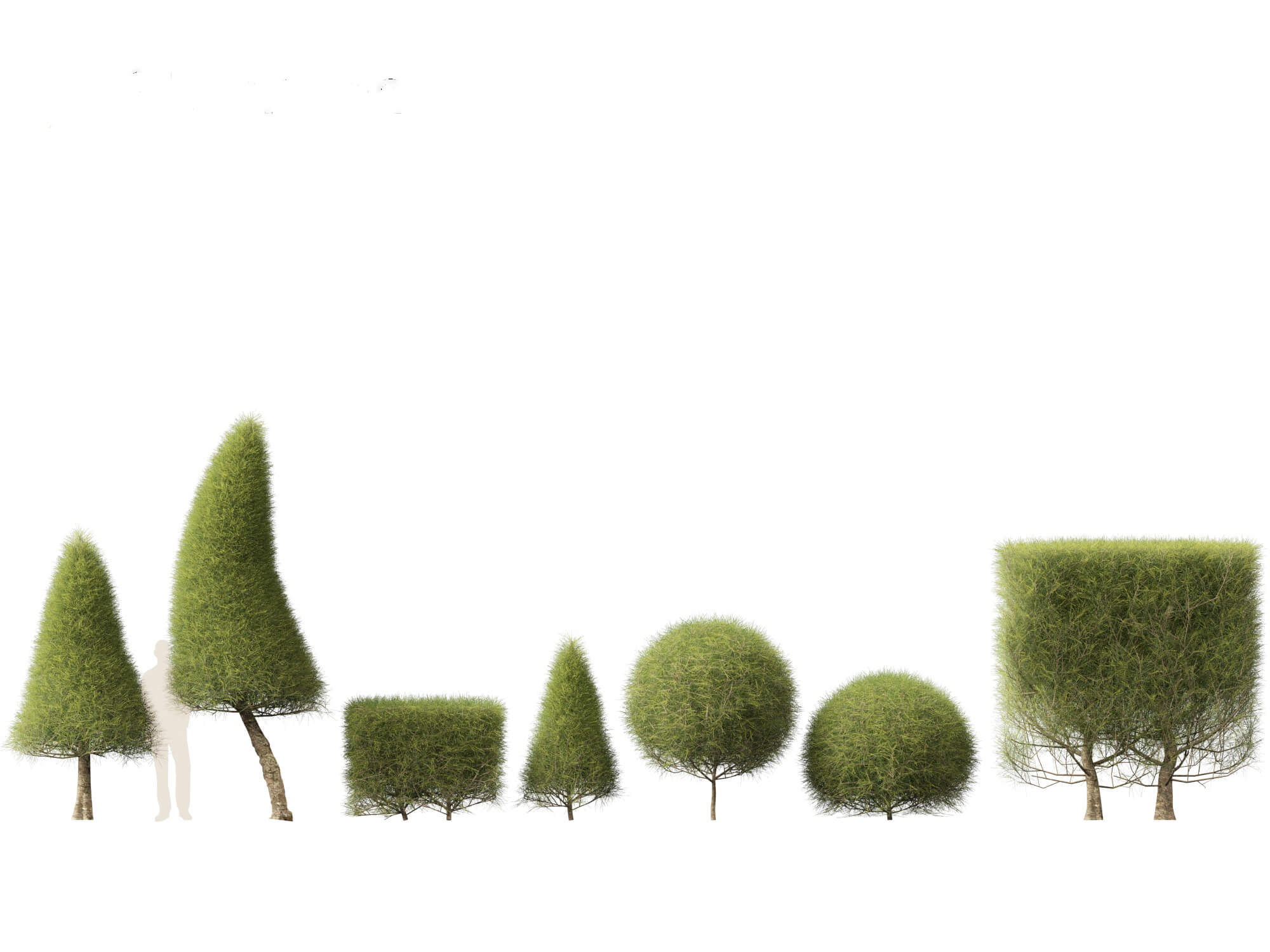 Casuarina Equisetifolia - Australian Pine Tree 3D Model by 3dgardenplants