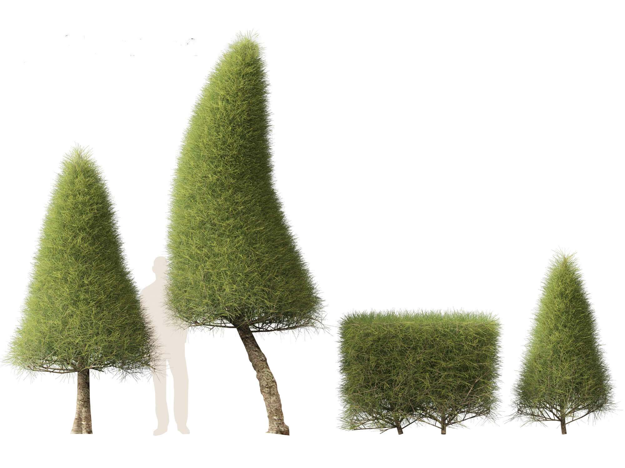 Casuarina Equisetifolia - Australian Pine Tree 3D Model by 3dgardenplants