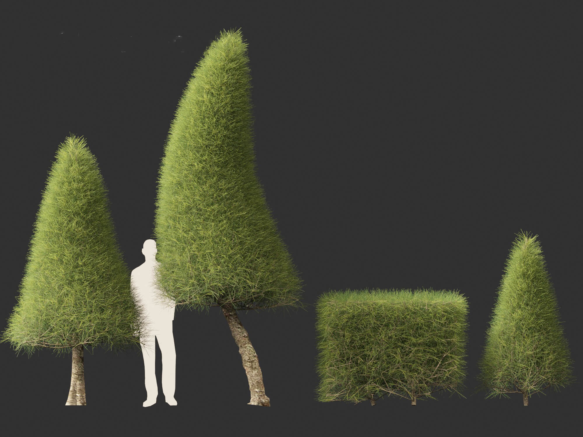 Casuarina Equisetifolia - Australian Pine Tree 3D Model by 3dgardenplants