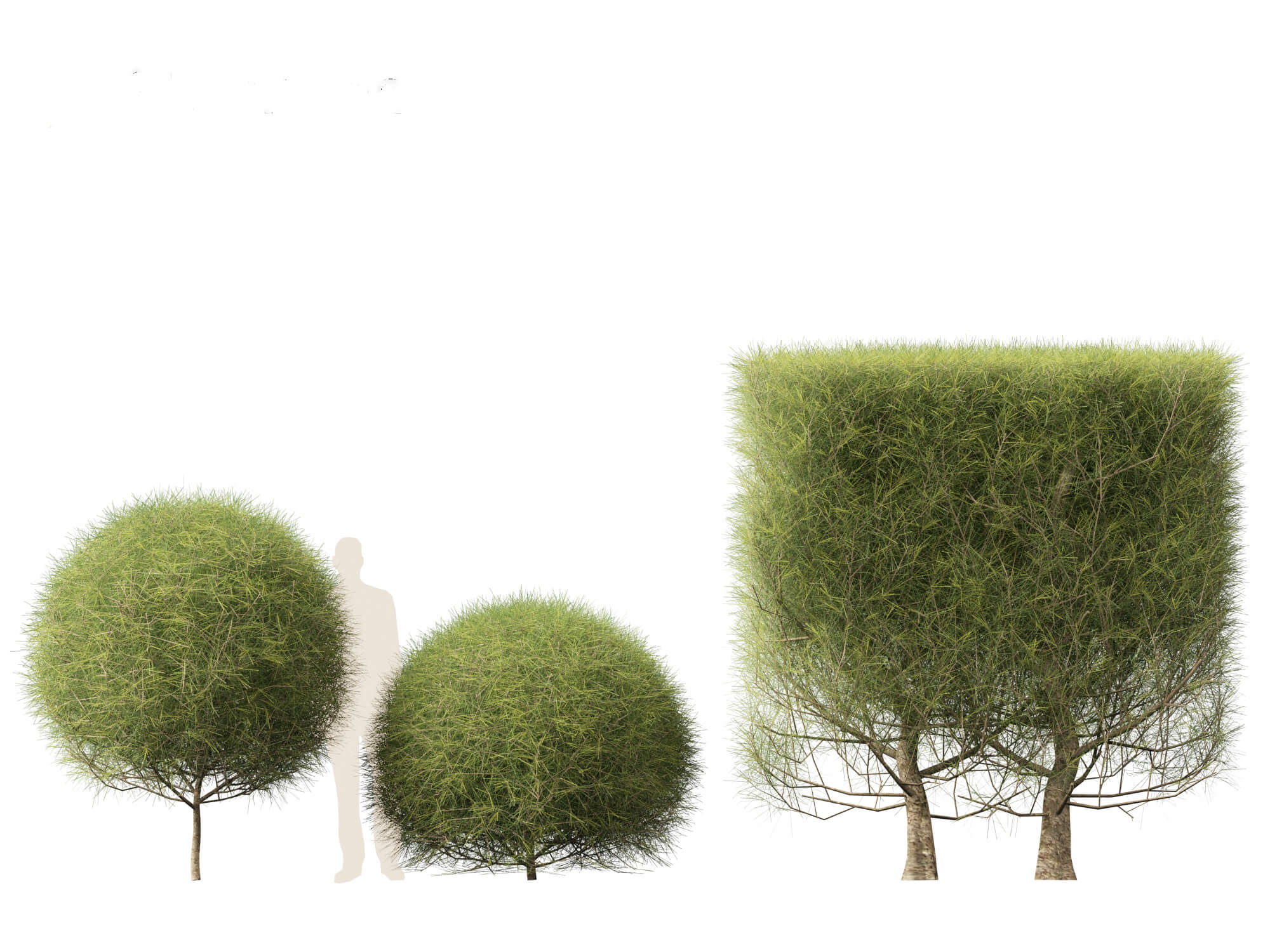 Casuarina Equisetifolia - Australian Pine Tree 3D Model by 3dgardenplants