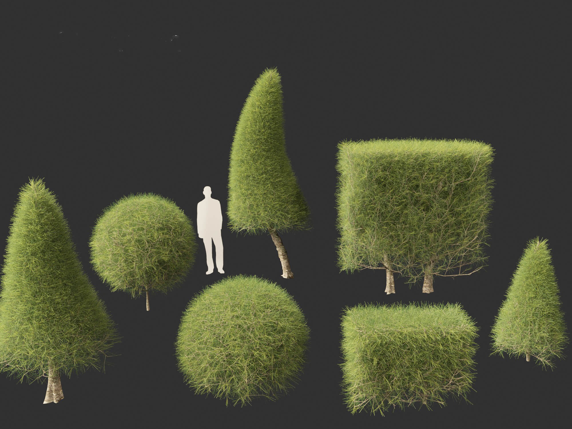 Casuarina Equisetifolia - Australian Pine Tree 3D Model by 3dgardenplants