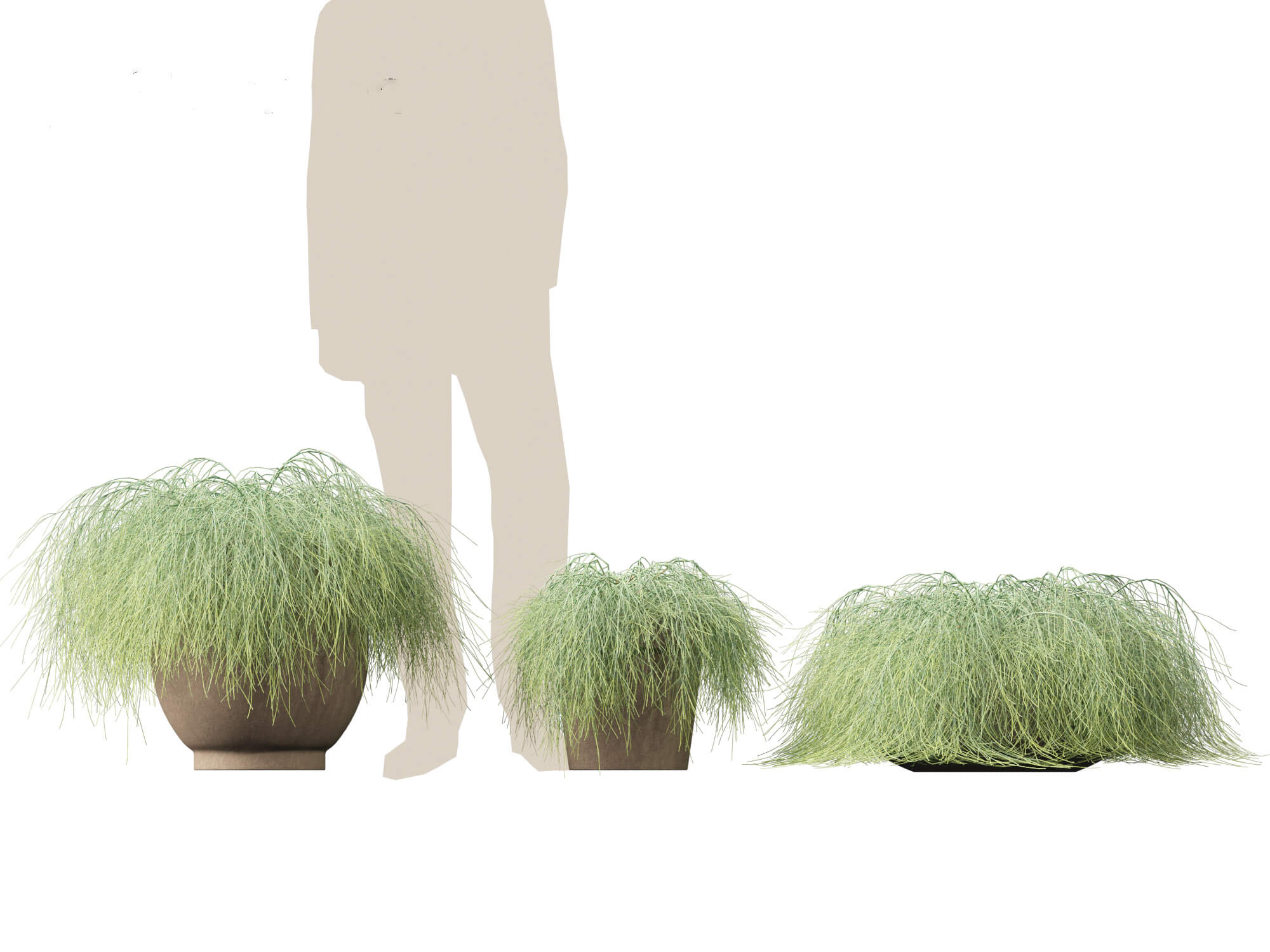 Casuarina Glauca - Brazilian Beefwood 3D Model by 3dgardenplants