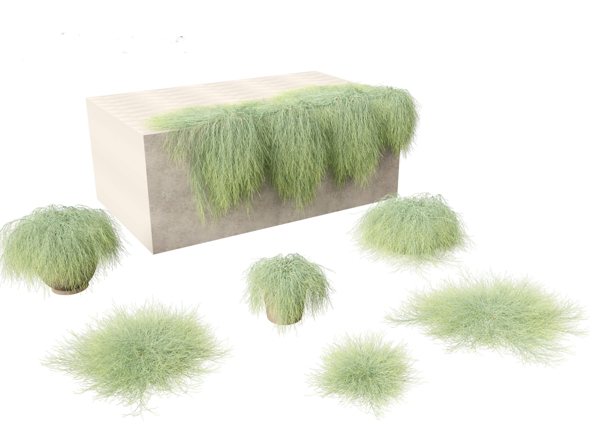 Casuarina Glauca - Brazilian Beefwood 3D Model by 3dgardenplants