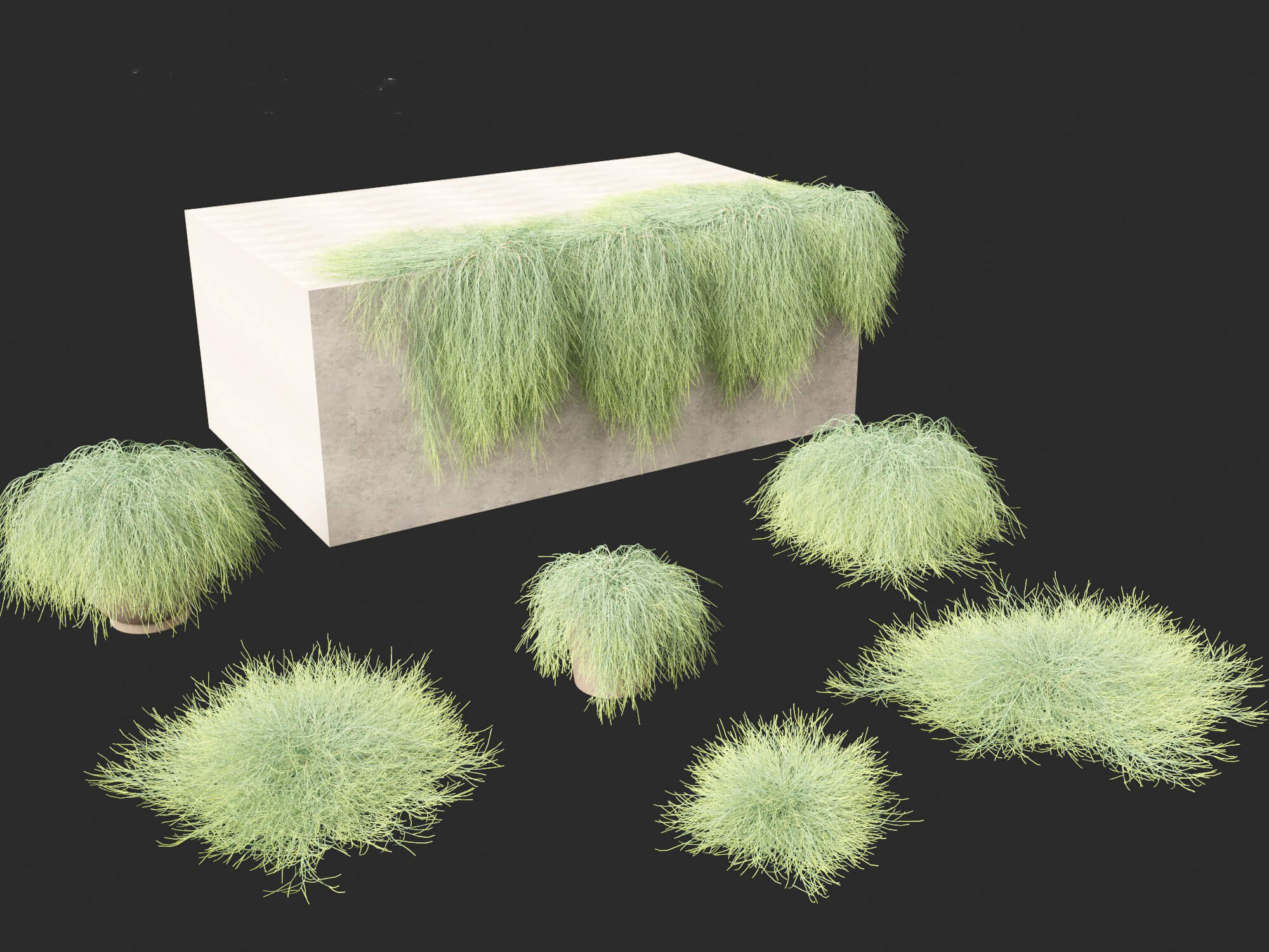 Casuarina Glauca - Brazilian Beefwood 3D Model by 3dgardenplants